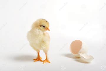 Chick and cracked egg stock photo. Image of delicate, chicken - 6675866