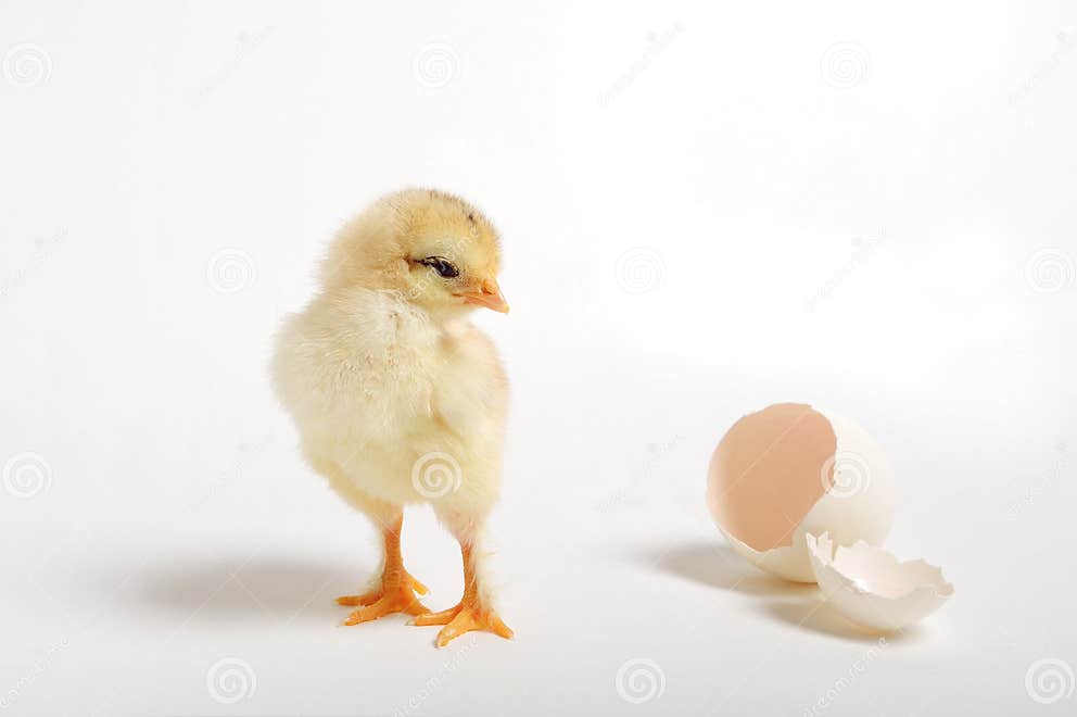 Chick and cracked egg stock photo. Image of delicate, chicken - 6675866