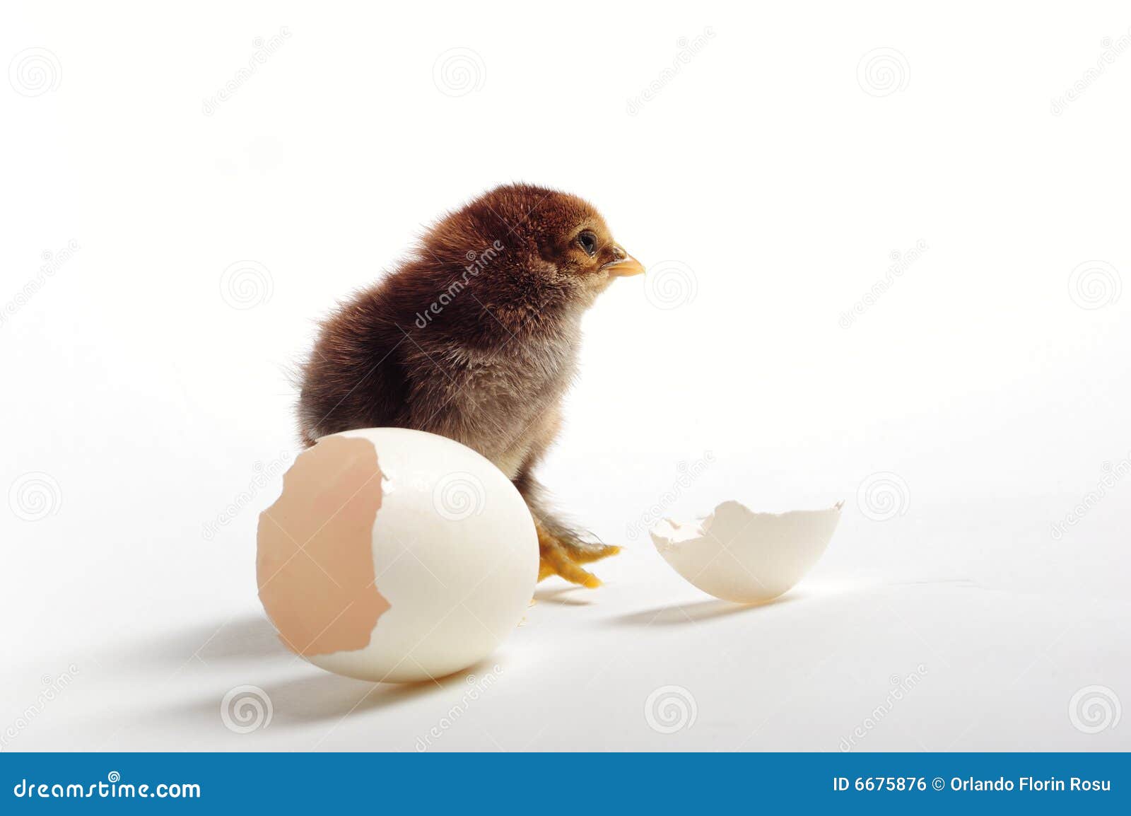 Chick and cracked egg stock photo. Image of unsteady, cracked - 6675876