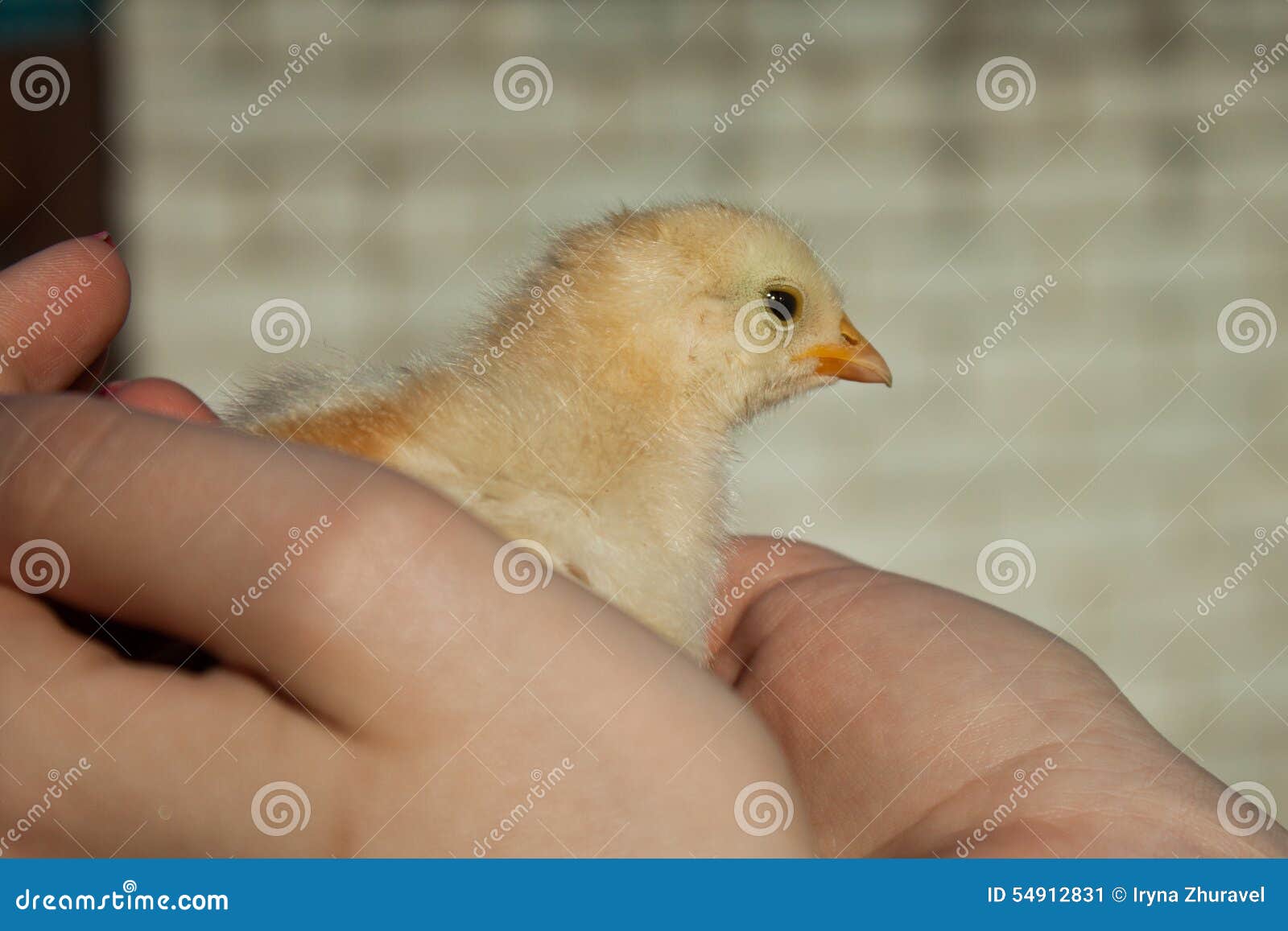 Chick stock image. Image of adorable, domestic, chicken - 54912831