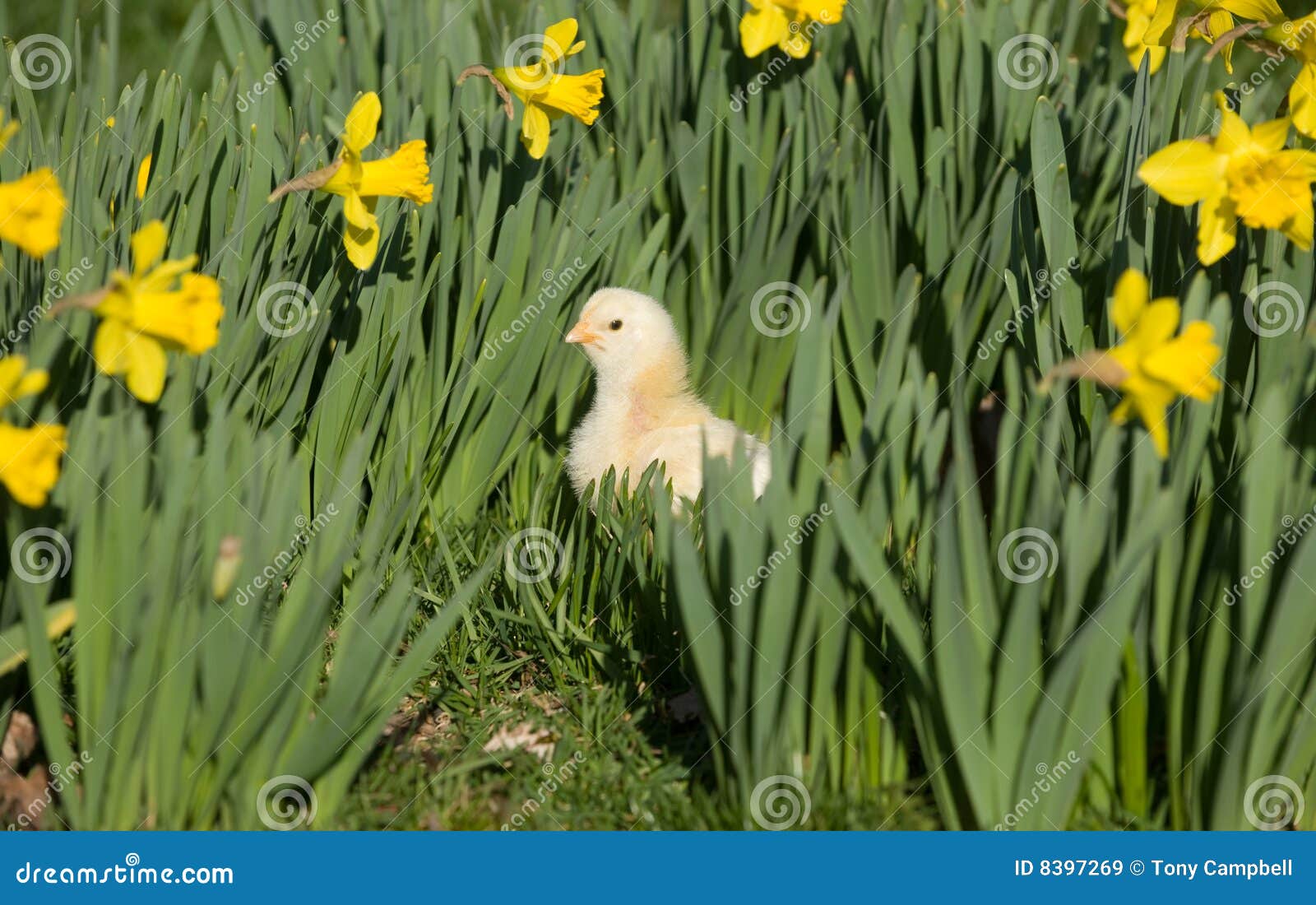 Chick in the daffodils stock image. Image of beak, humorous - 8397269