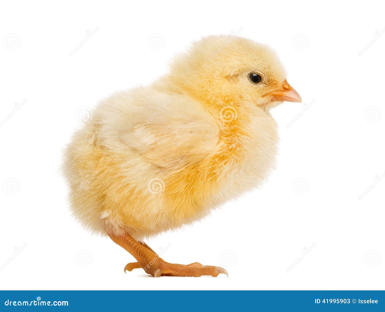 Chick 2 days old, isolated stock image. Image of domesticus - 41995903