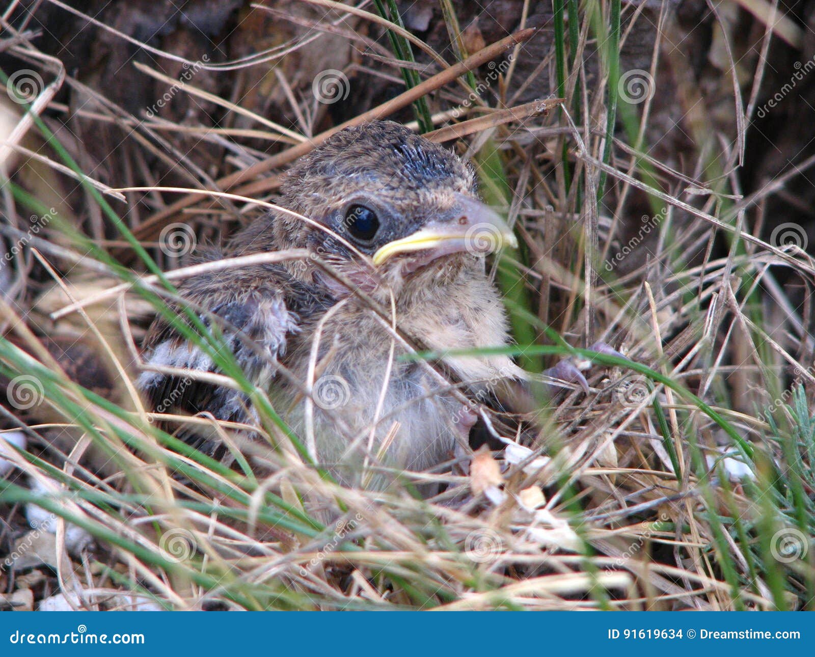 Chick stock photo. Image of nest, squeak, bird, grass - 91619634
