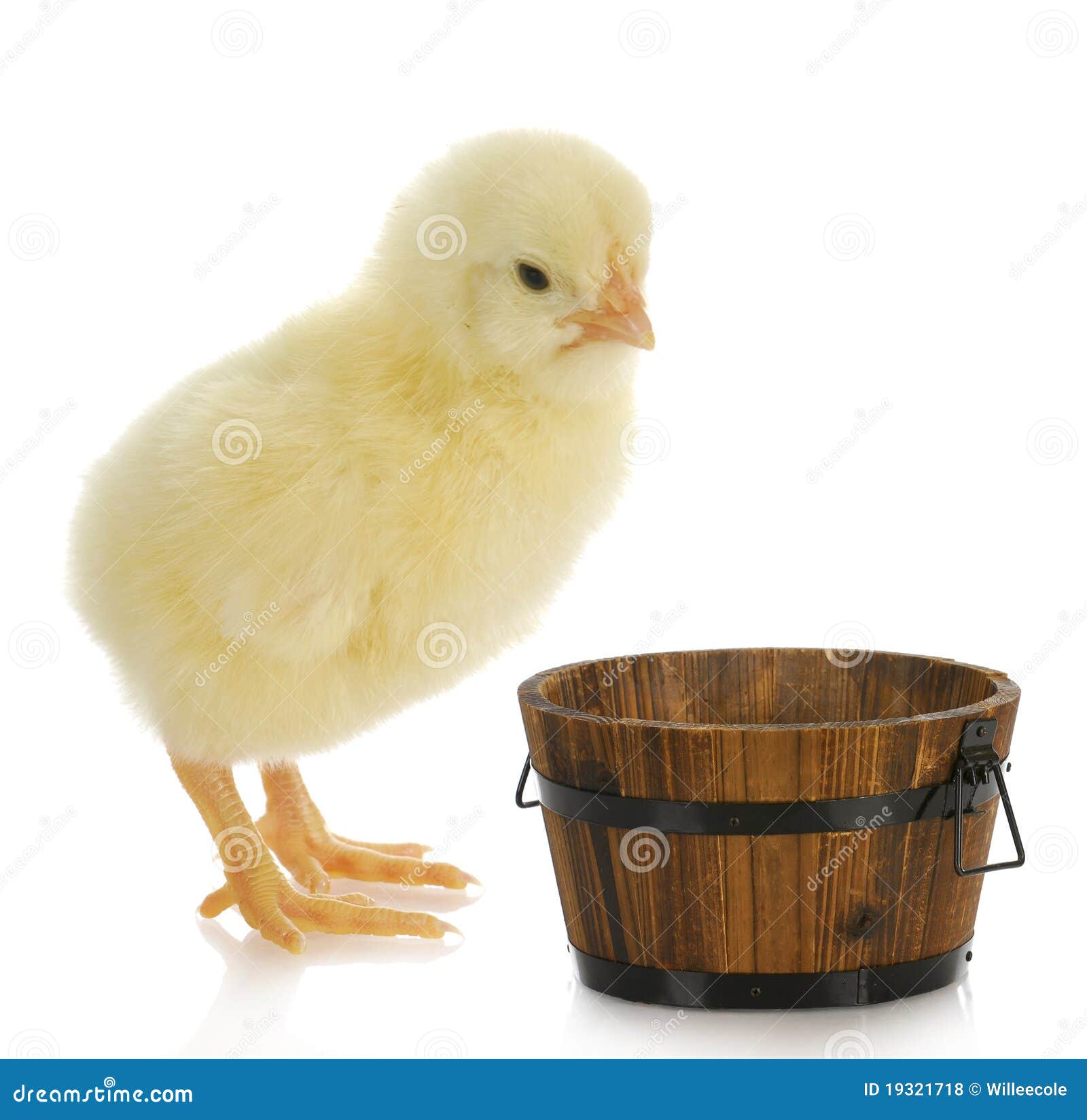 10,721 Chick Feeding Stock Photos - Free & Royalty-Free Stock Photos ...