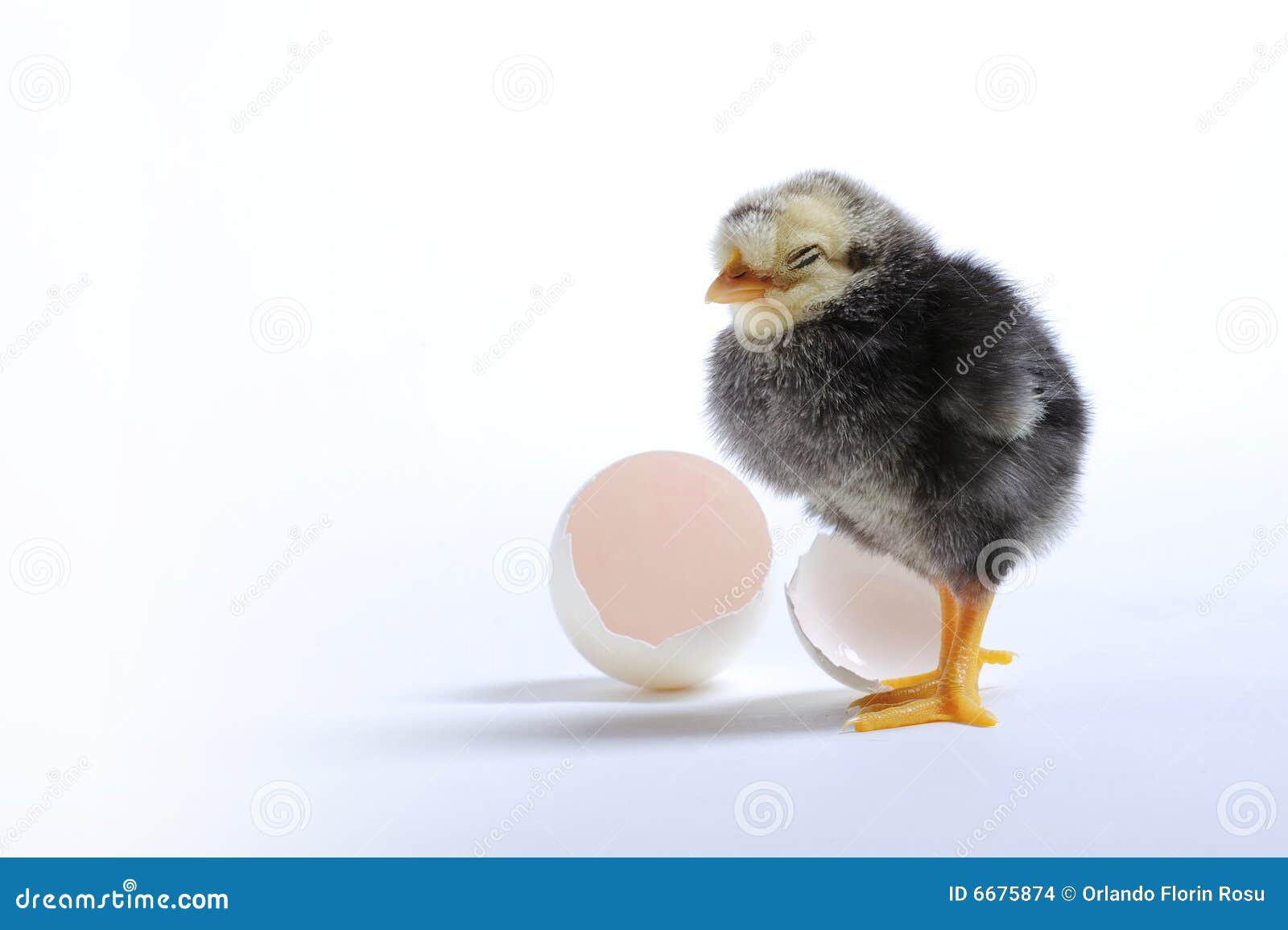 Chick and egg stock photo. Image of baby, beginnings, vulnerability ...