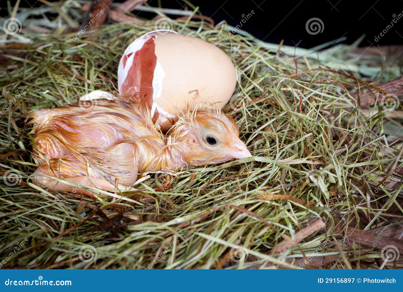 Chick egg and nest stock image. Image of life, born, hatch - 29156897