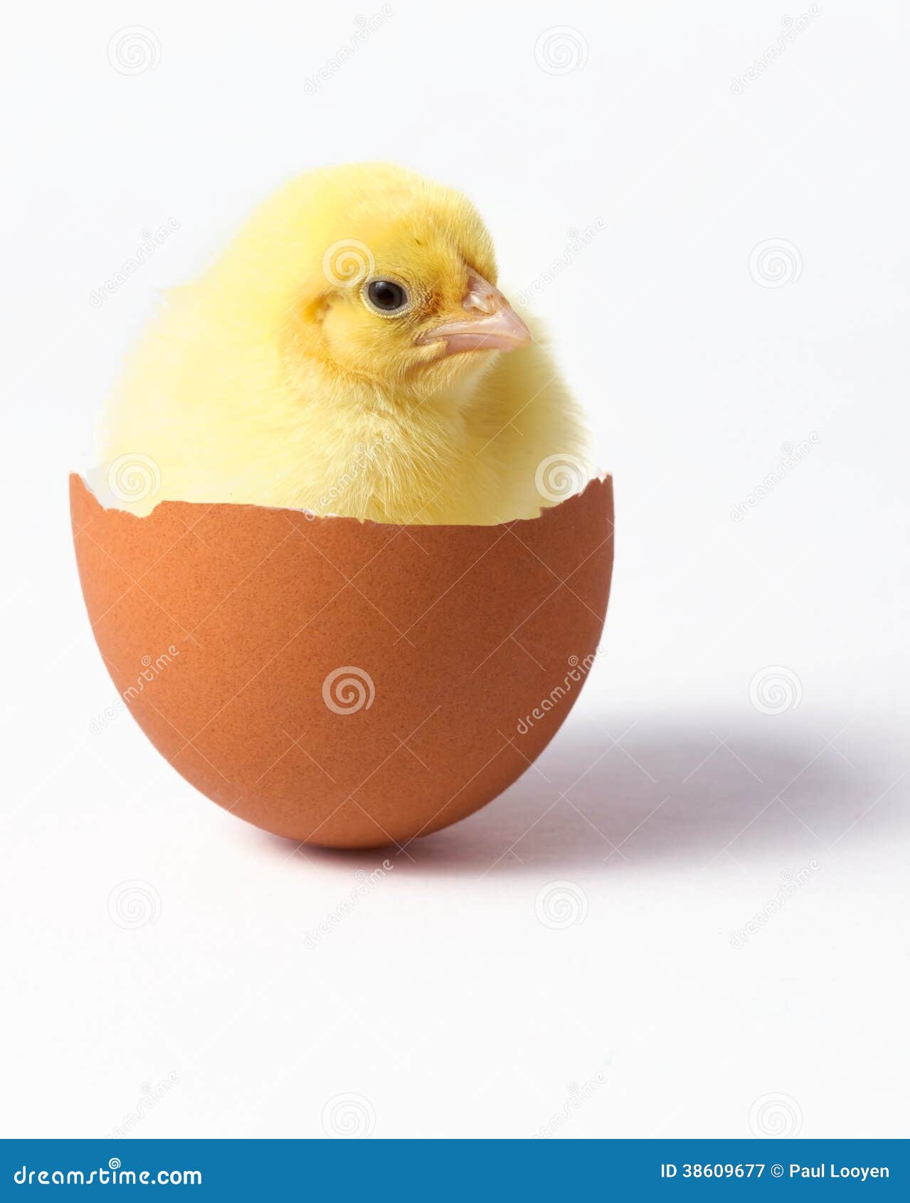 Chick in egg stock image. Image of spring, poultry, born - 38609677