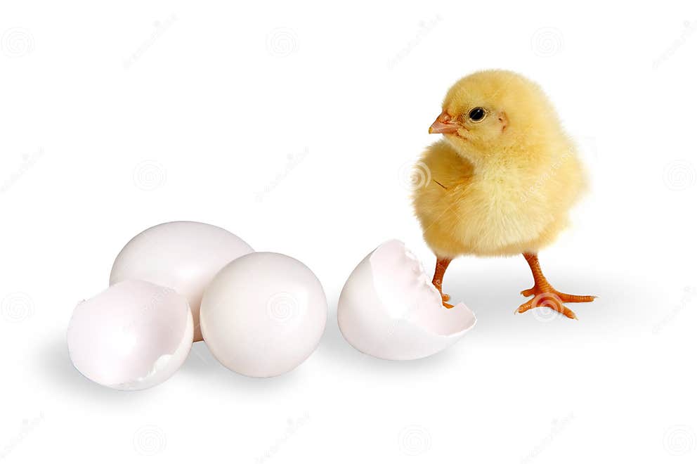 Chick and eggs stock photo. Image of color, chicken, bird - 4166844