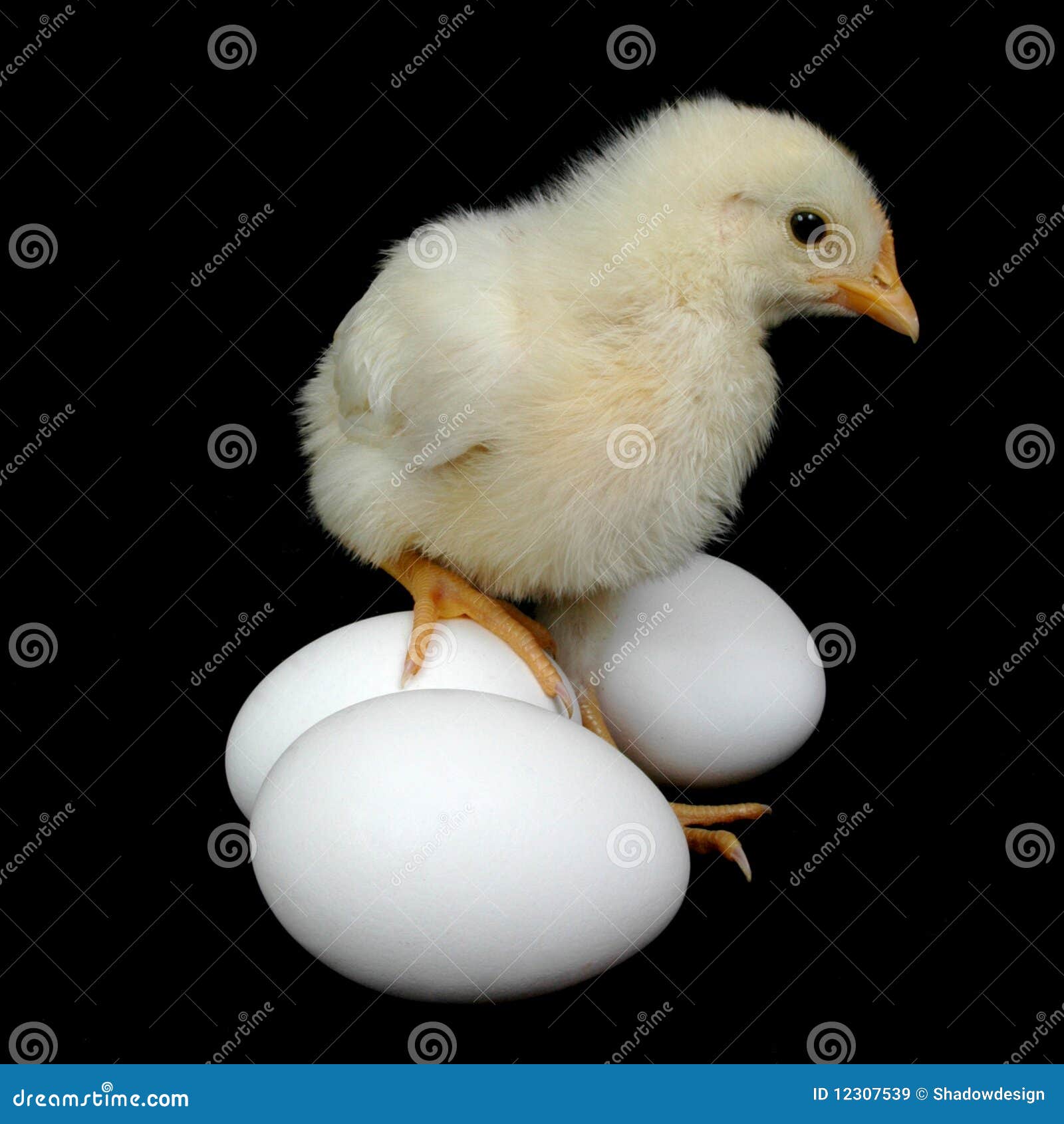 Chick on eggs for Easter stock image. Image of isolated - 12307539