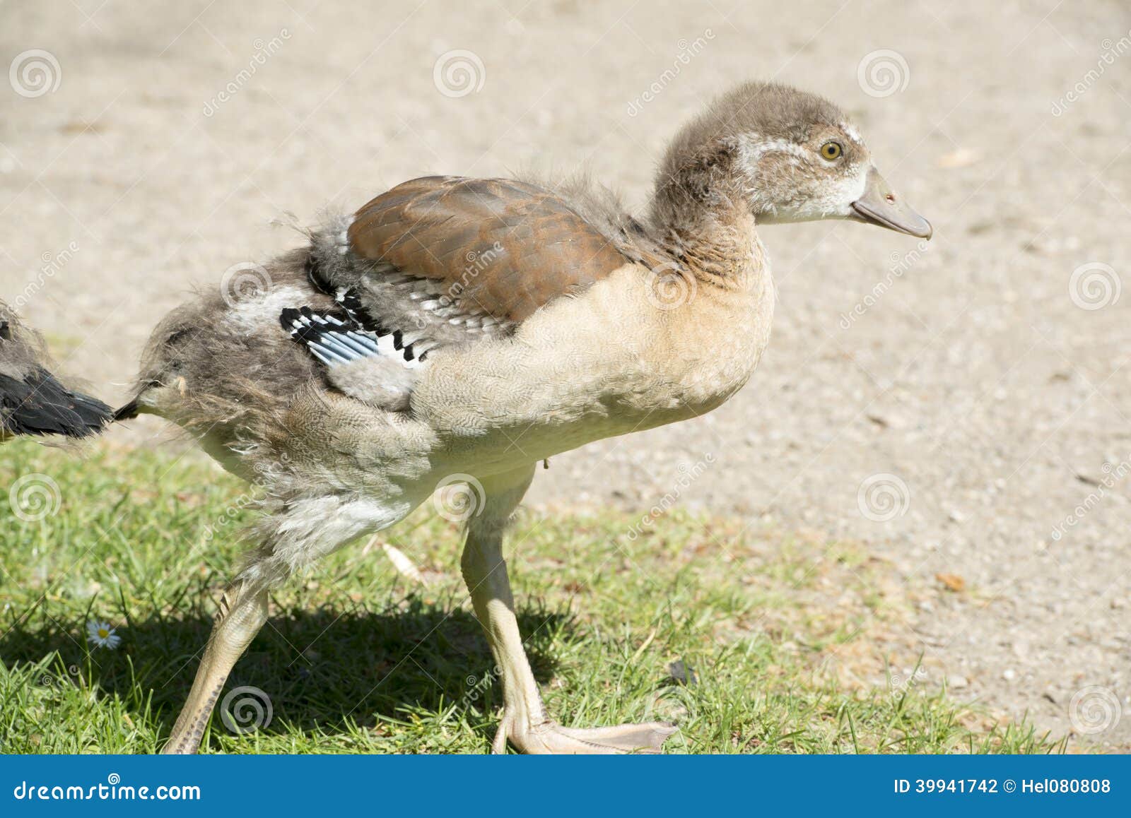 Chick of Egyptian goose stock photo. Image of feather - 39941742