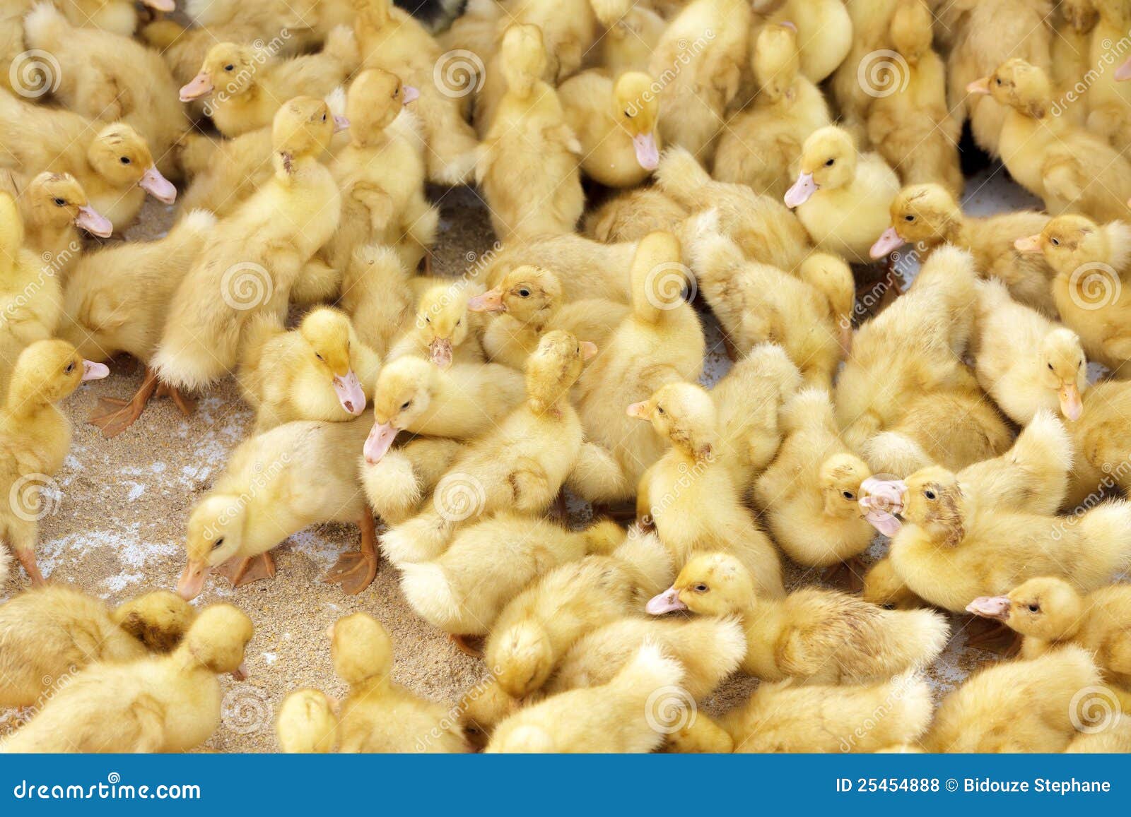 Chick farm stock photo. Image of small, chicken, farm - 25454888