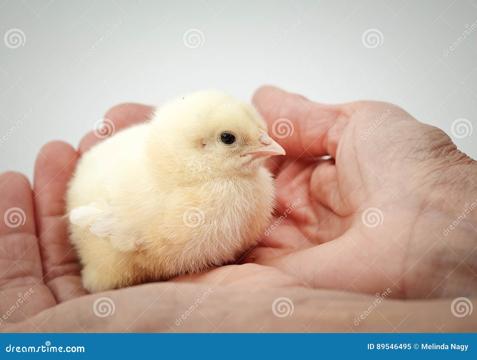 Chick on a Farmer& X27;s Hand Stock Image - Image of life, agriculture ...