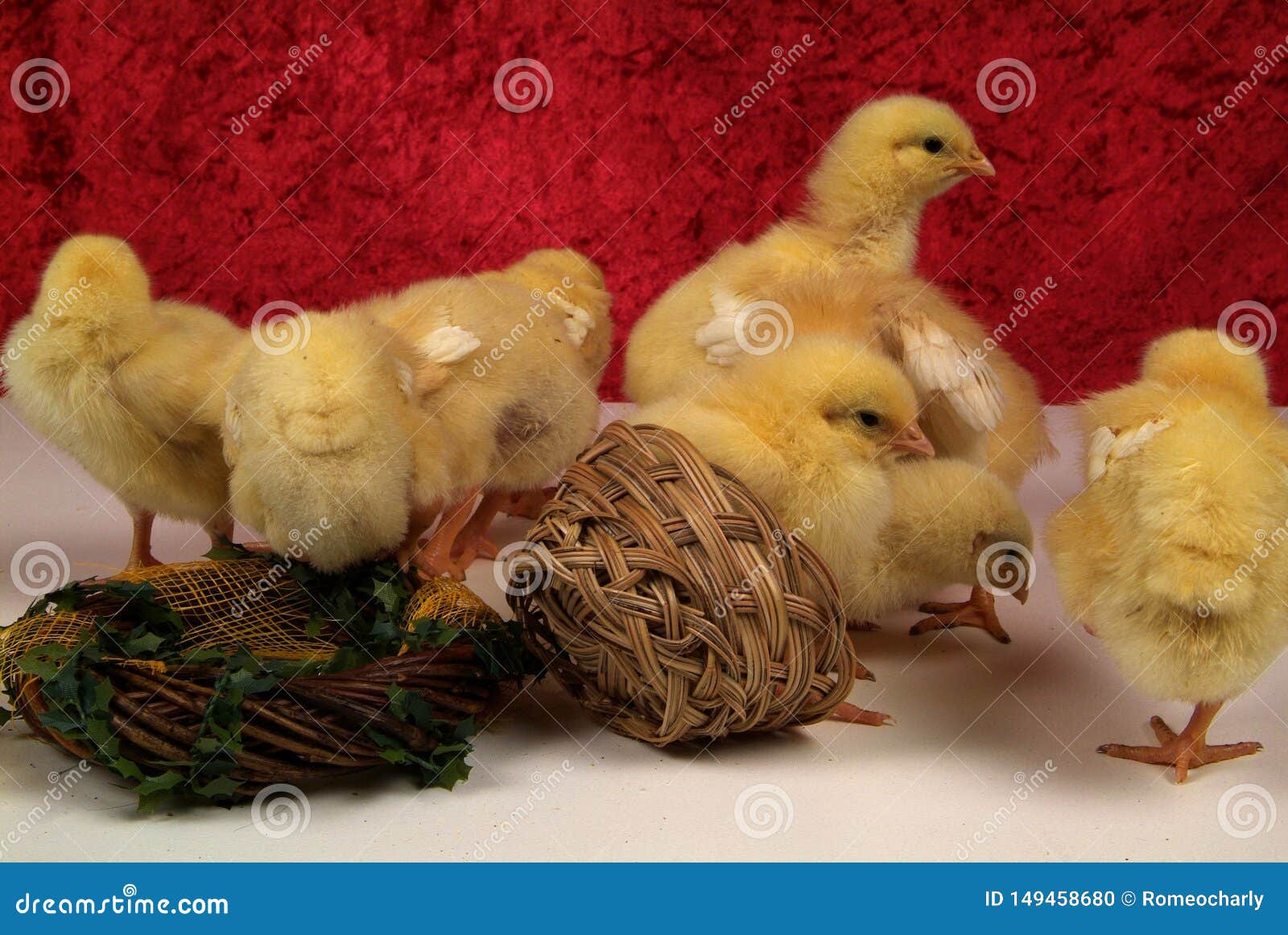 3 day chick stock photo. Image of bird, breakfast, eggshell - 149458680