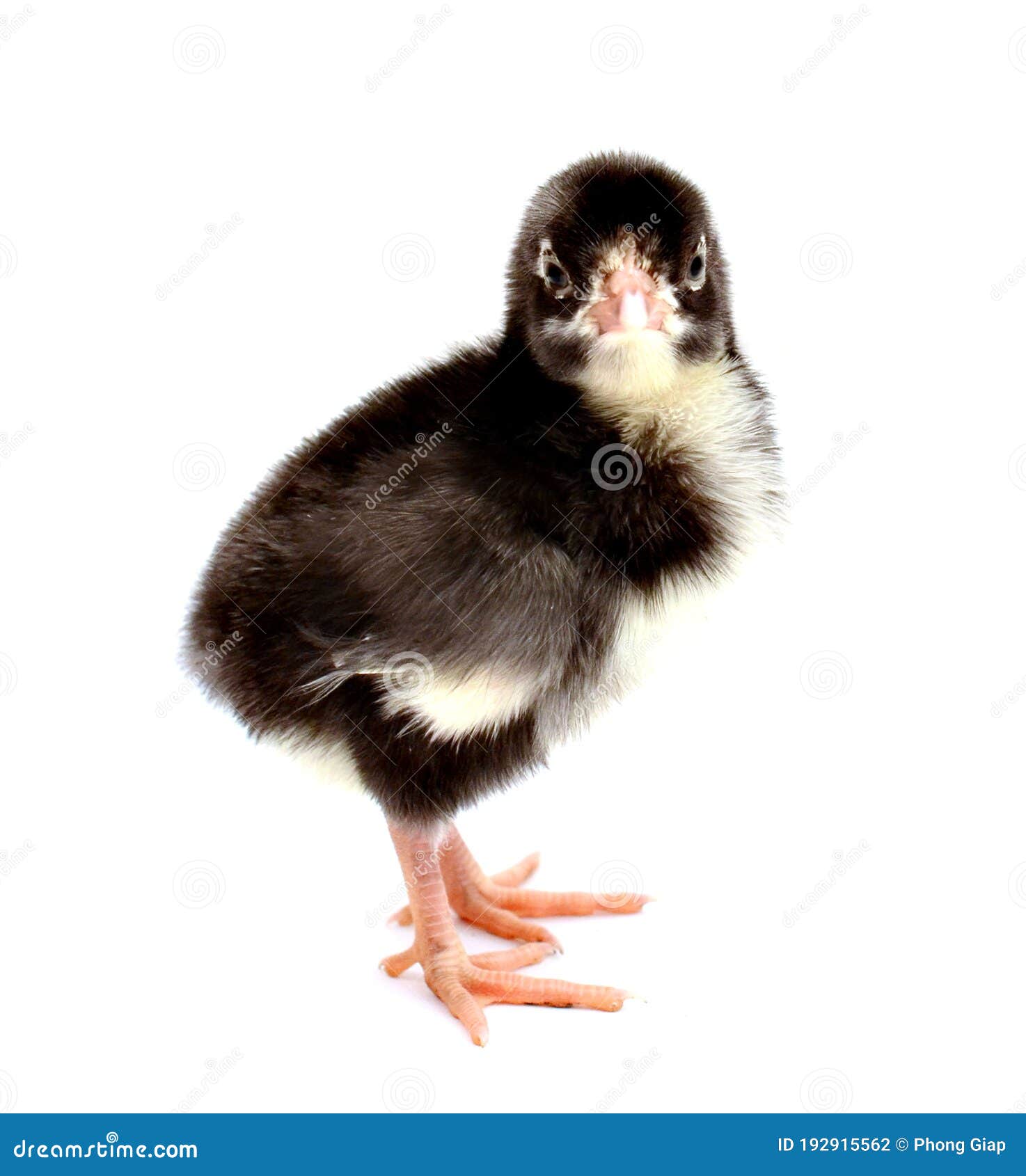 Chick. Fluffy, hatchling. stock photo. Image of yard - 192915562