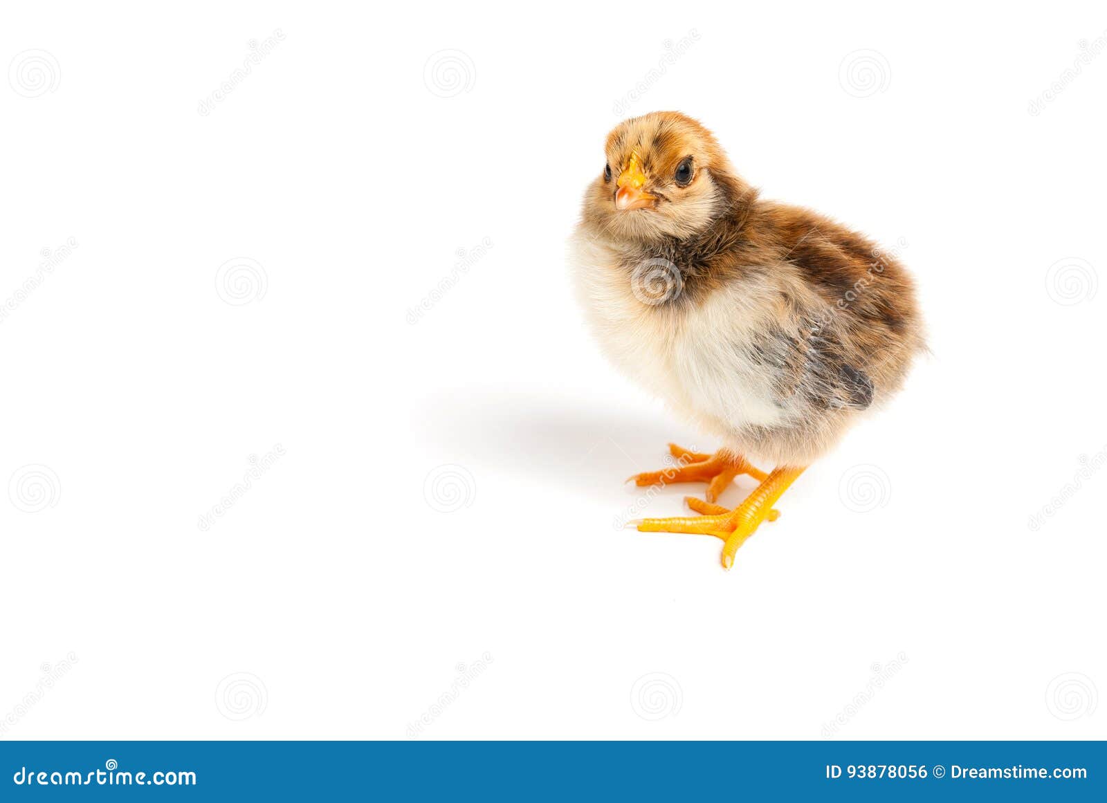 Chick in Front of White Background Stock Photo - Image of small, young ...
