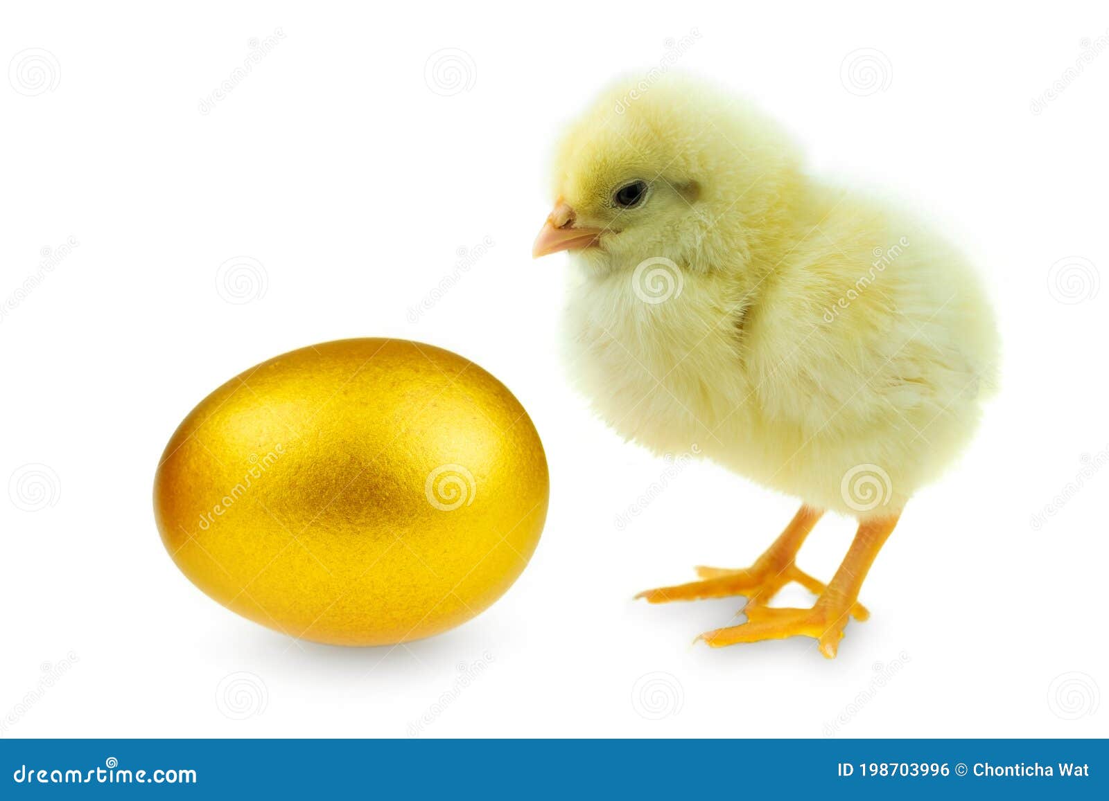 Chick Gold Stock Photography | CartoonDealer.com #69787670