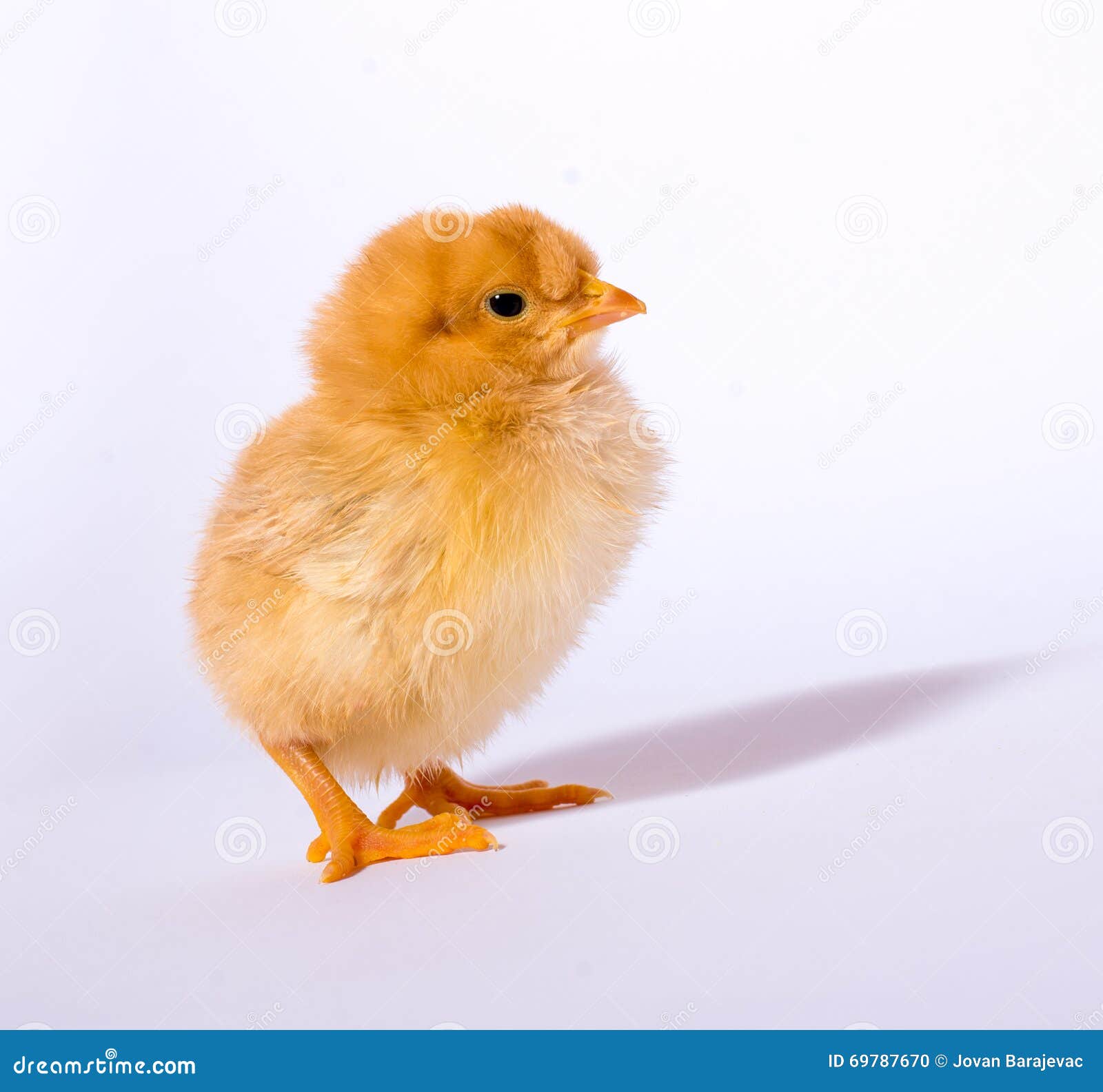 Chick Gold Stock Photography | CartoonDealer.com #69787670
