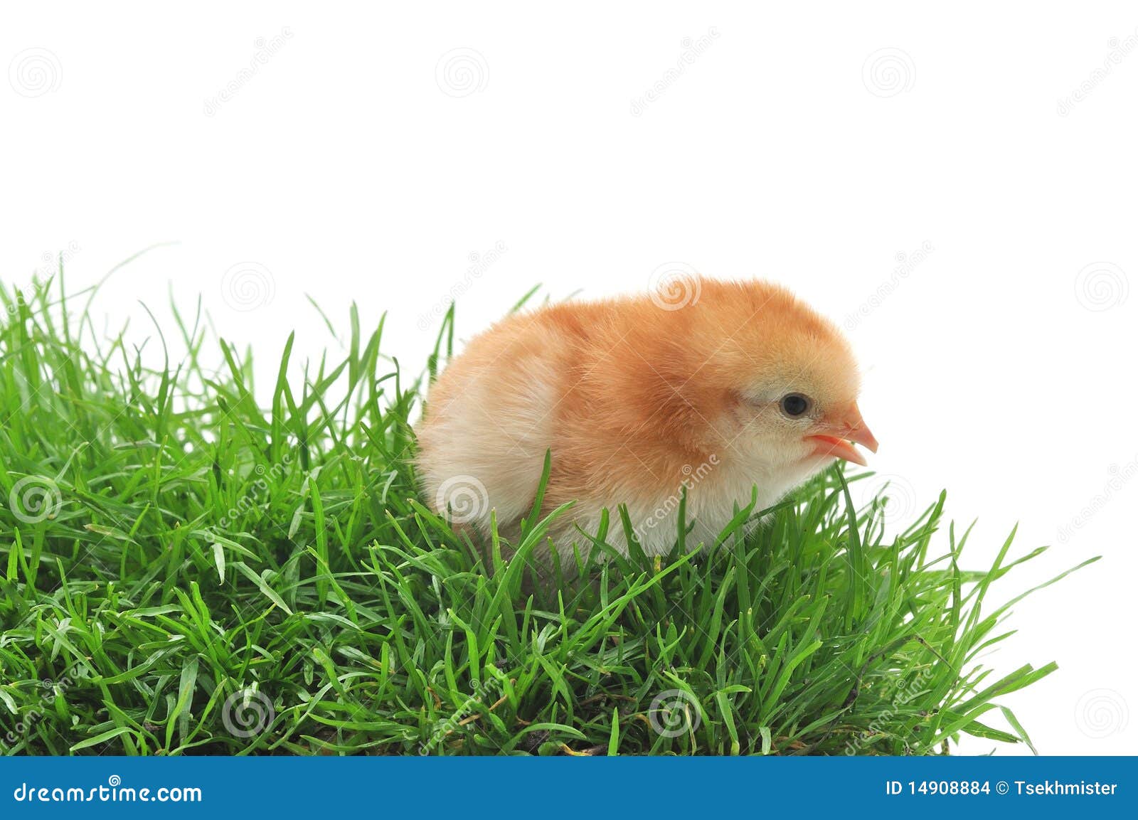 Chick in grass stock photo. Image of isolated, background - 14908884