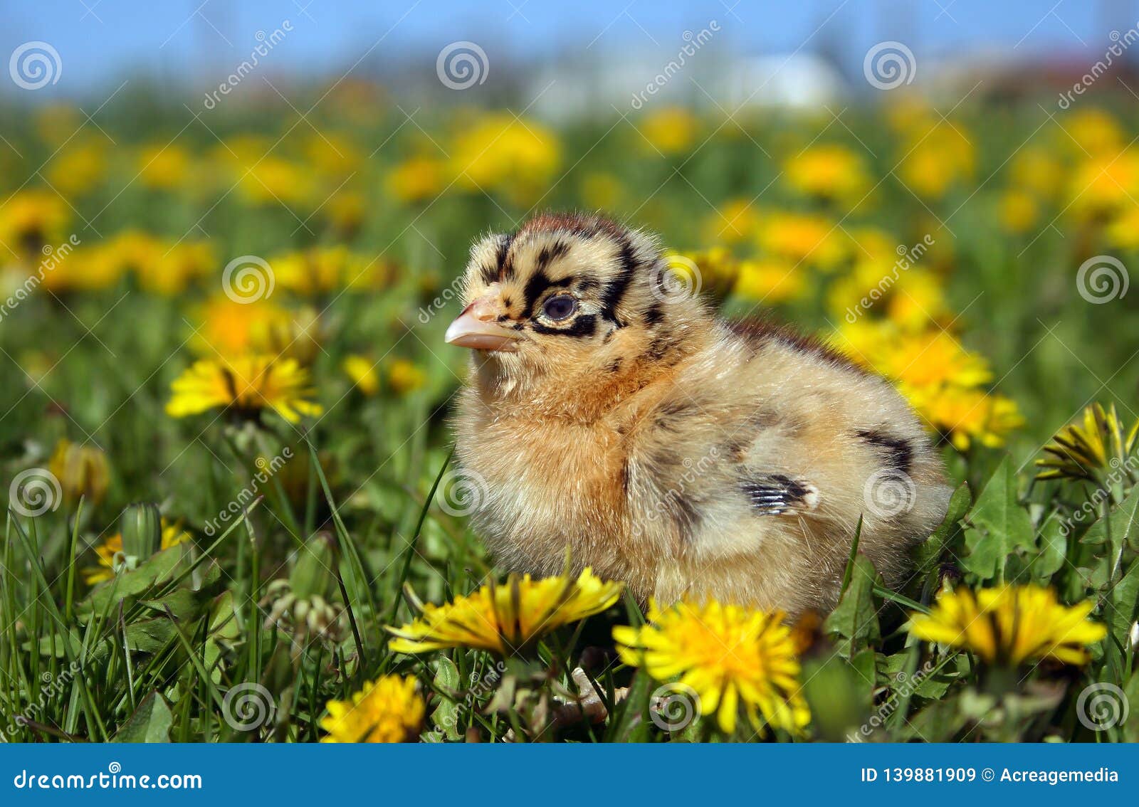 Chick in Grass in the Spring Stock Image - Image of dandelion, young ...