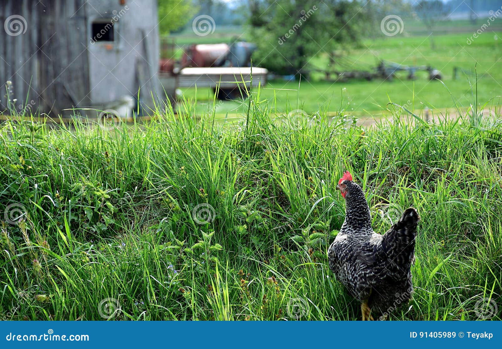 Chicken on the Grass Coming Home Stock Image - Image of black, bird ...