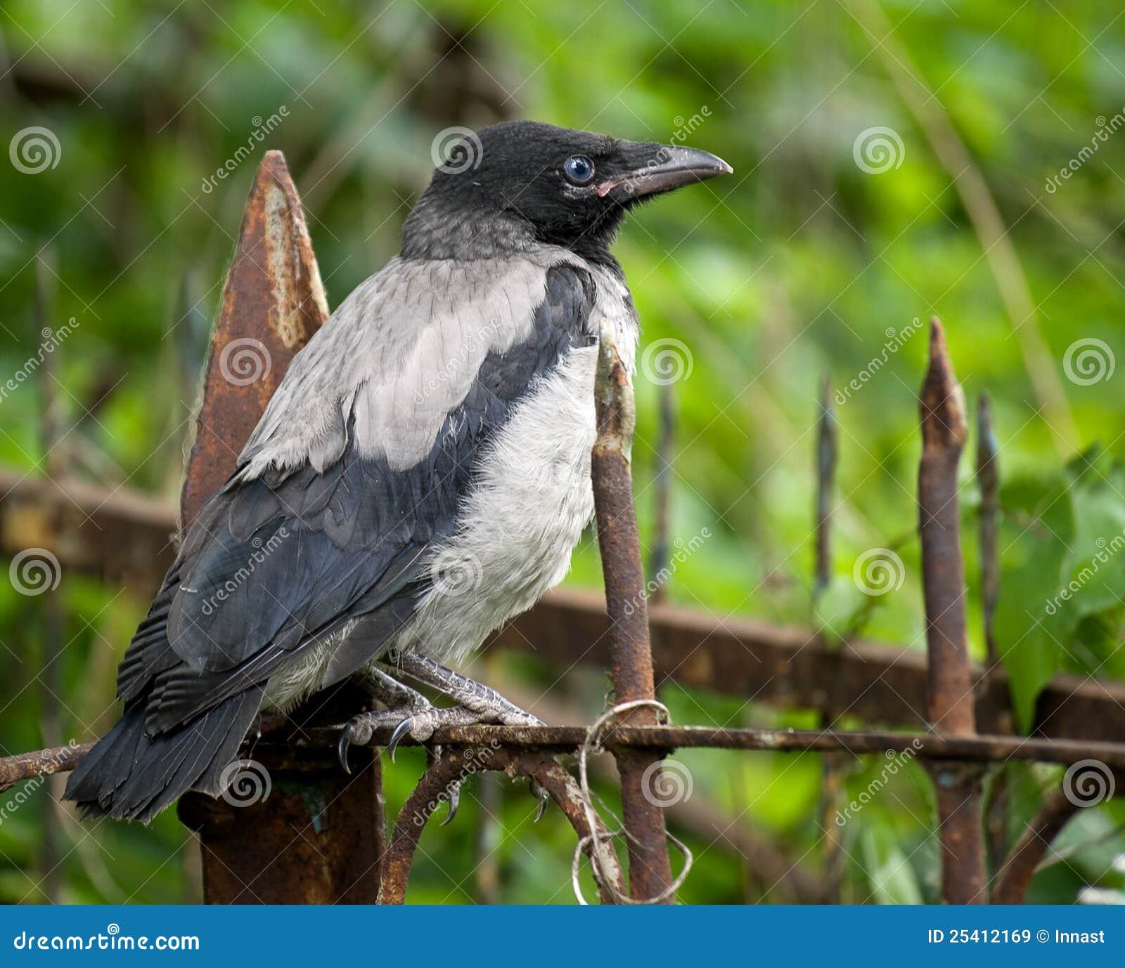 Chick gray crows stock image. Image of crow, animal, claw - 25412169
