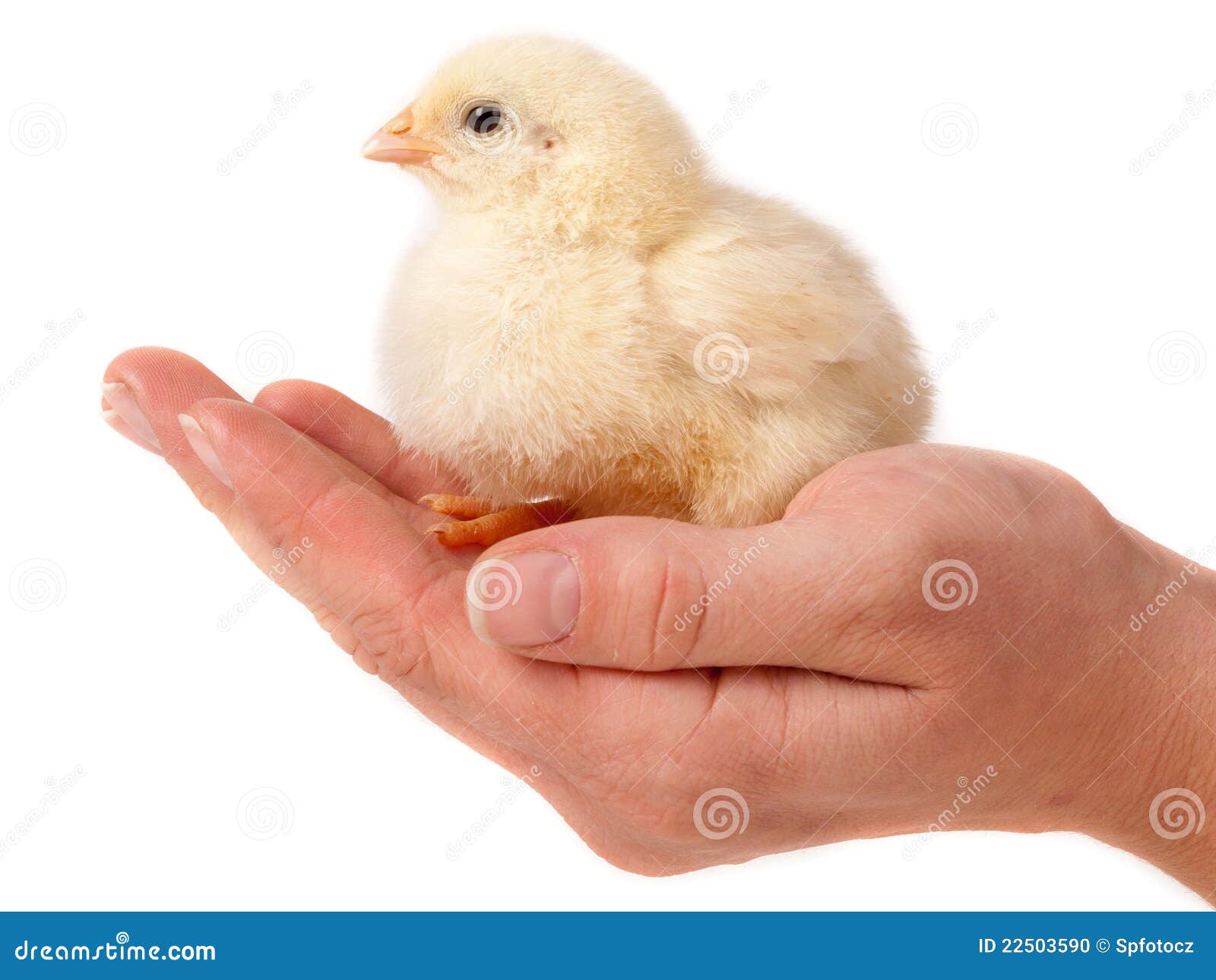 Chick on hand stock photo. Image of bird, agriculture - 22503590