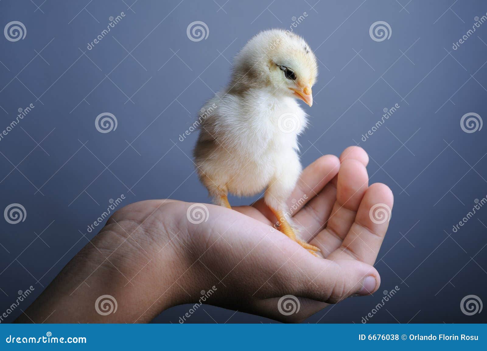 Chick in hand stock photo. Image of care, concept, baby - 6676038