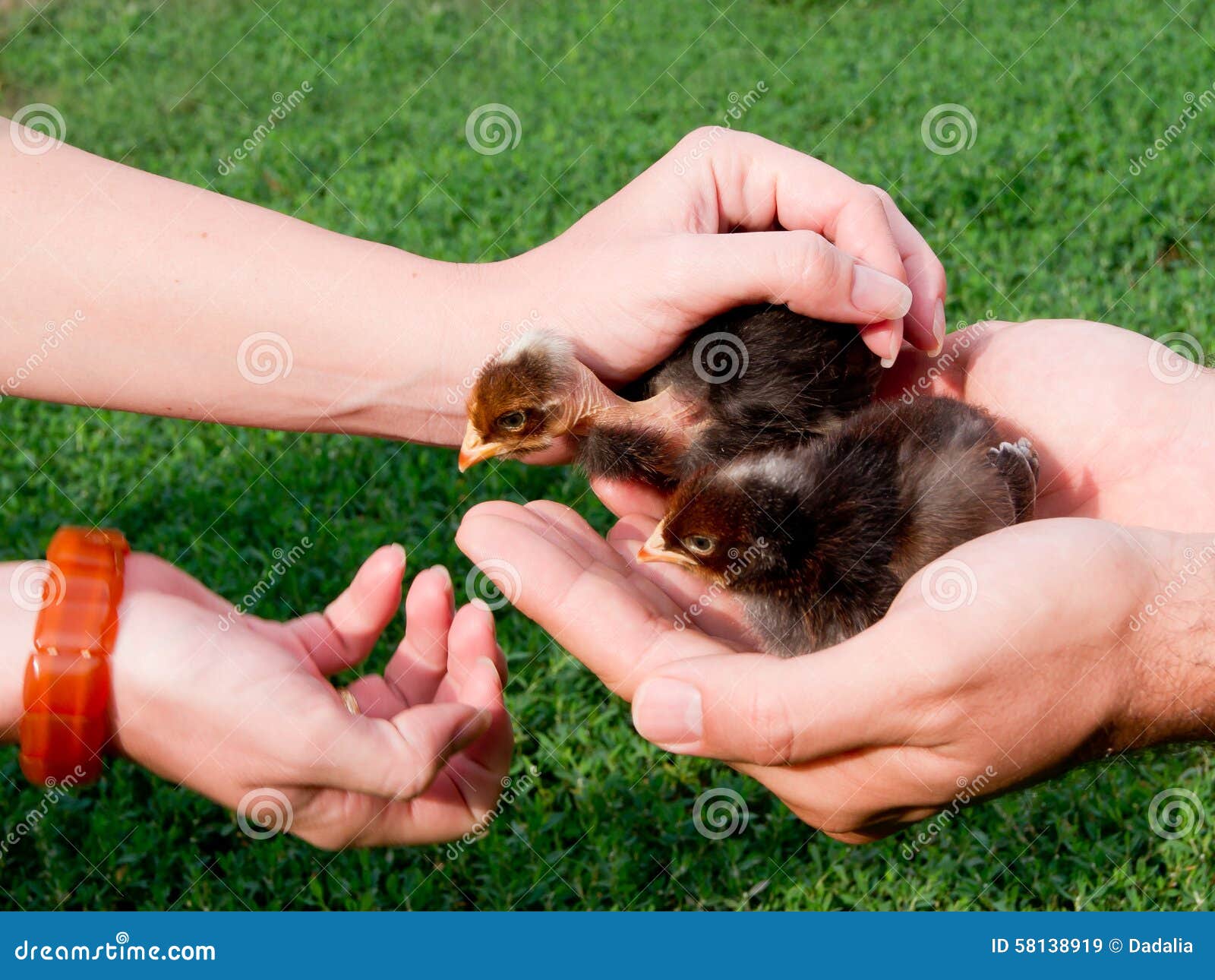 Chick in hand stock image. Image of nature, sitting, yard - 58138919