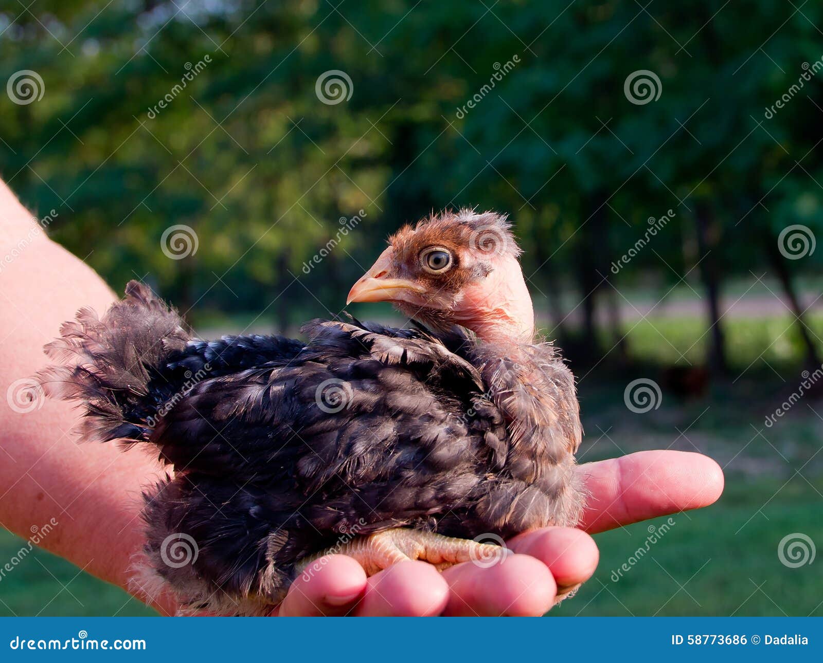 Chick in hand stock photo. Image of hands, farm, adorable - 58773686