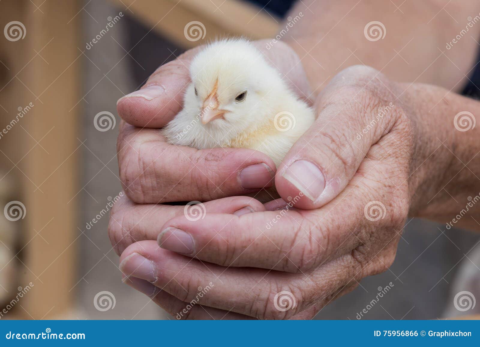 Chick on hand stock photo. Image of love, care, person - 75956866
