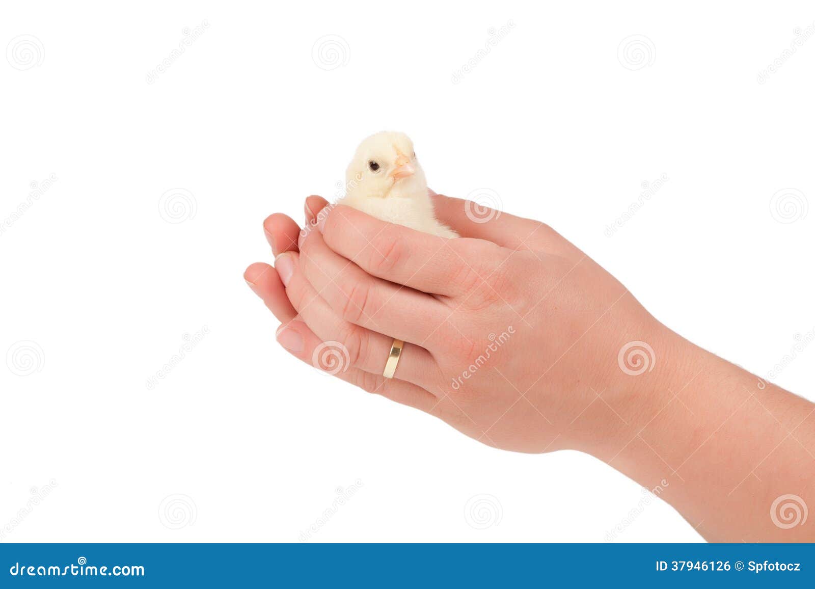 Chick on hand stock photo. Image of agriculture, care - 37946126