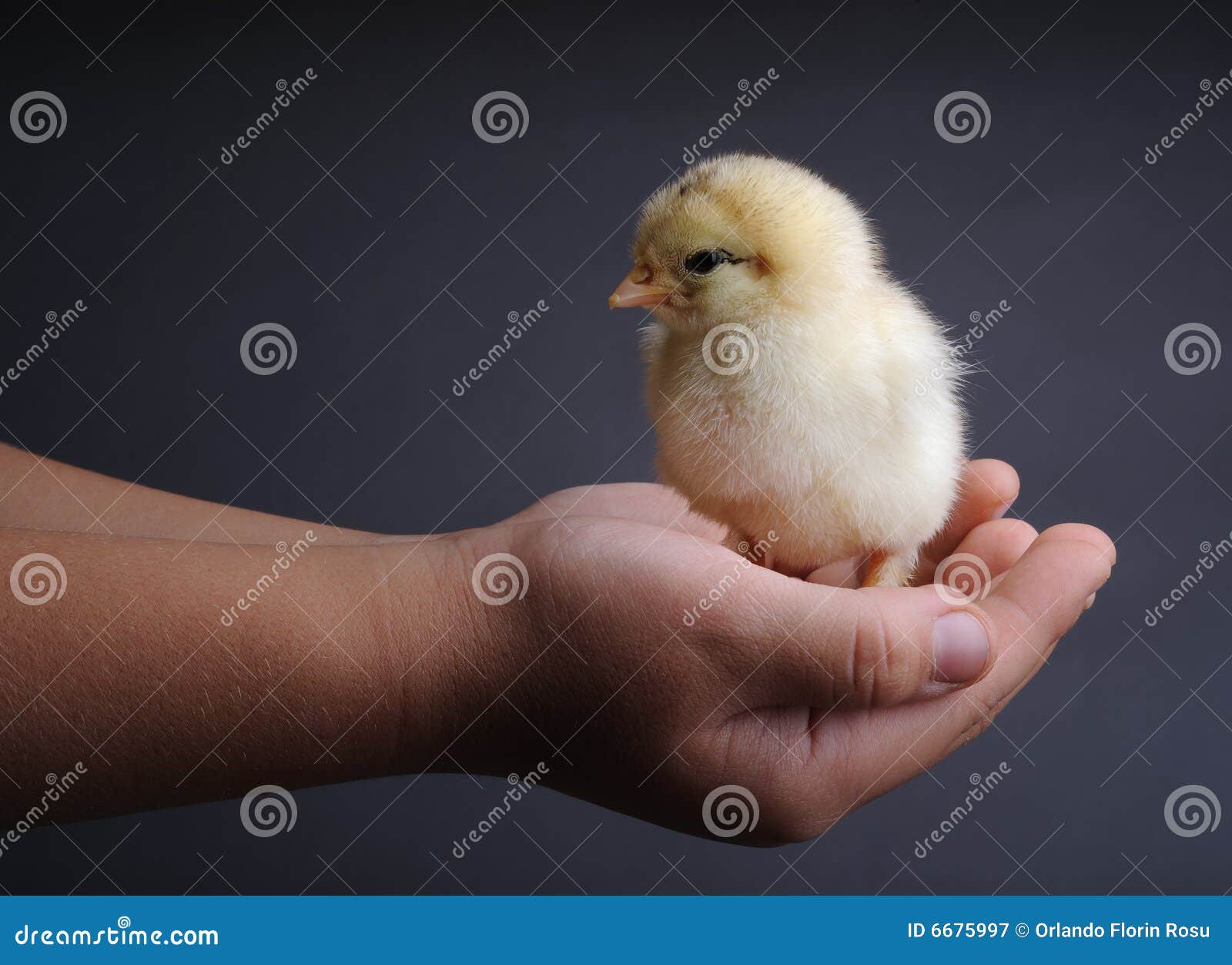 Chick in hands stock image. Image of fragility, newborn - 6675997