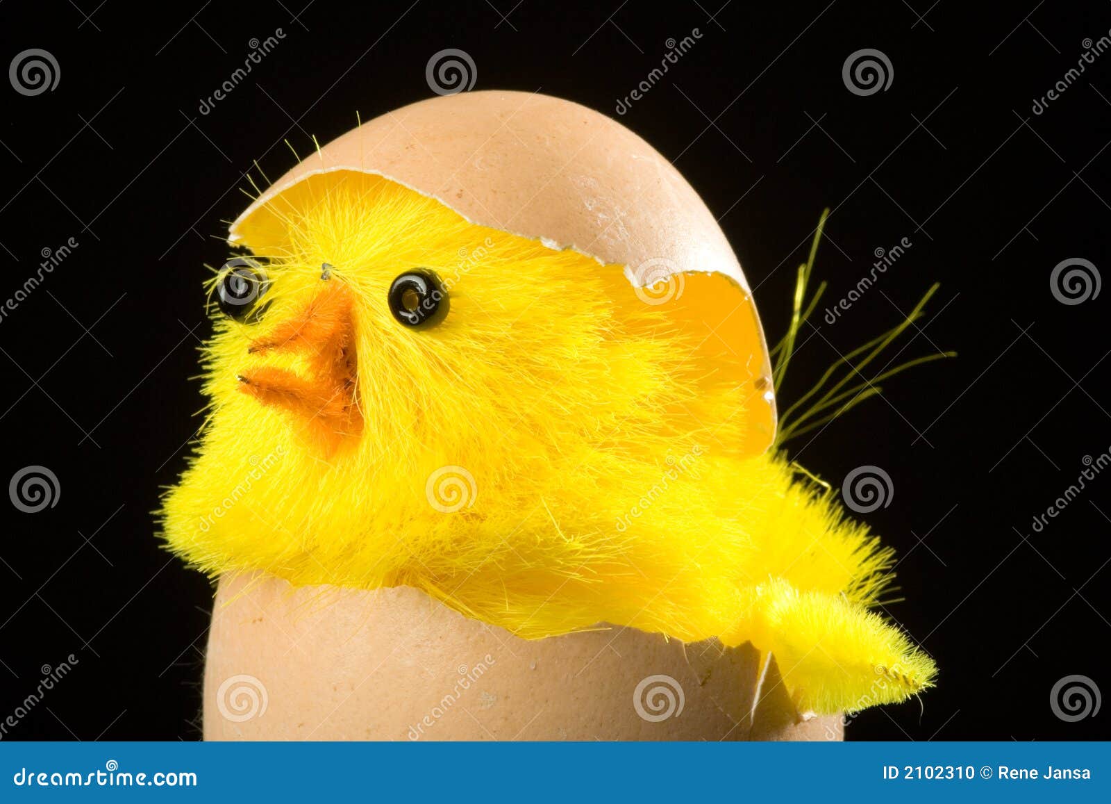 Chick Hatching from Egg stock photo. Image of appearance - 2102310