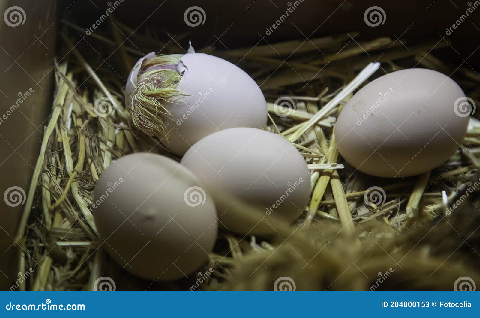 Chick Hatching From A Fluorescent Lamp Royalty-Free Stock Photography ...
