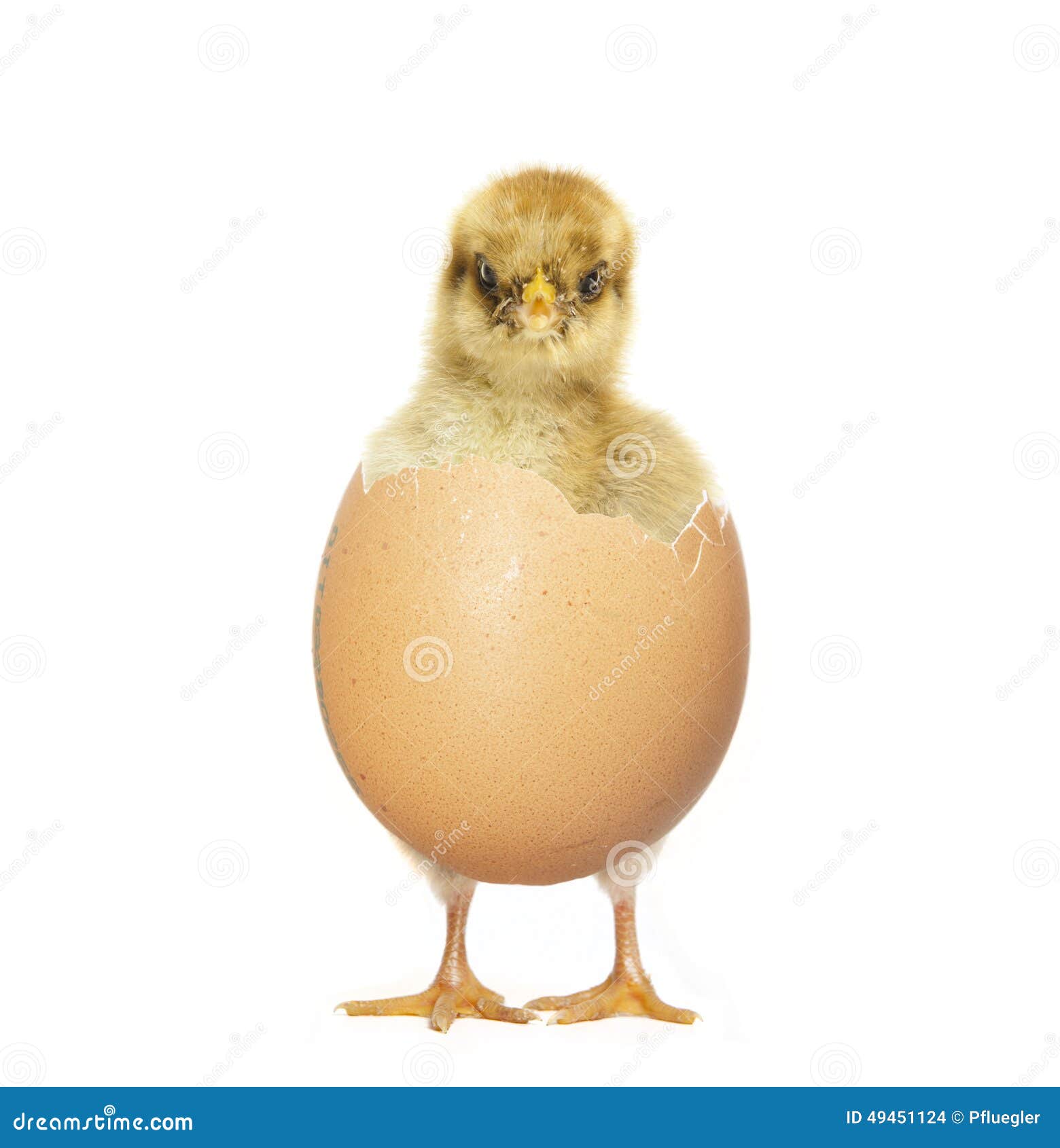 Chick hatching from egg stock photo. Image of hatching - 49451124