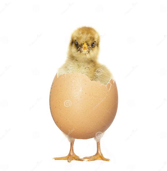 Chick hatching from egg stock photo. Image of hatching - 49451124