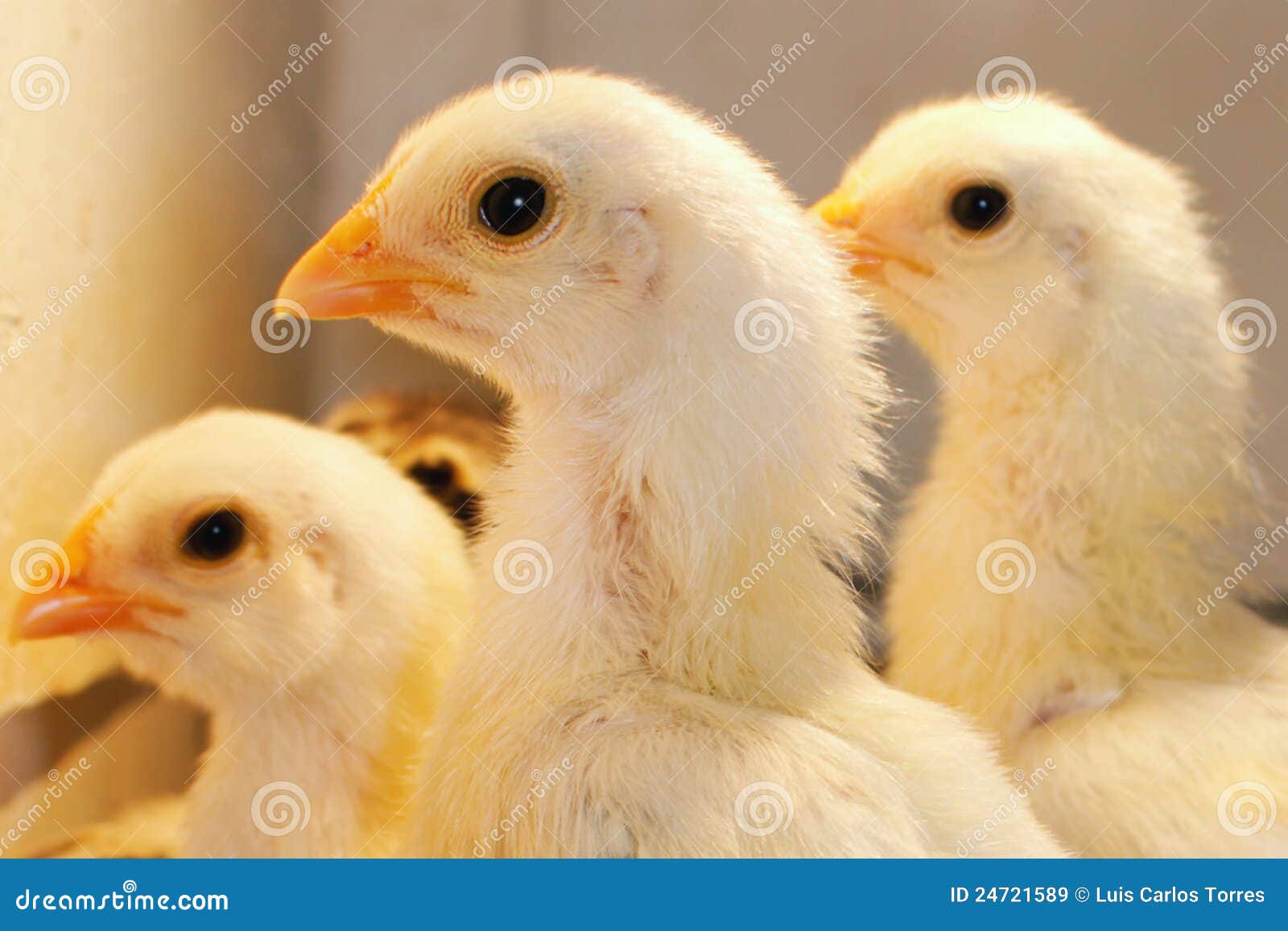 Chick heads stock image. Image of house, animal, feeding - 24721589