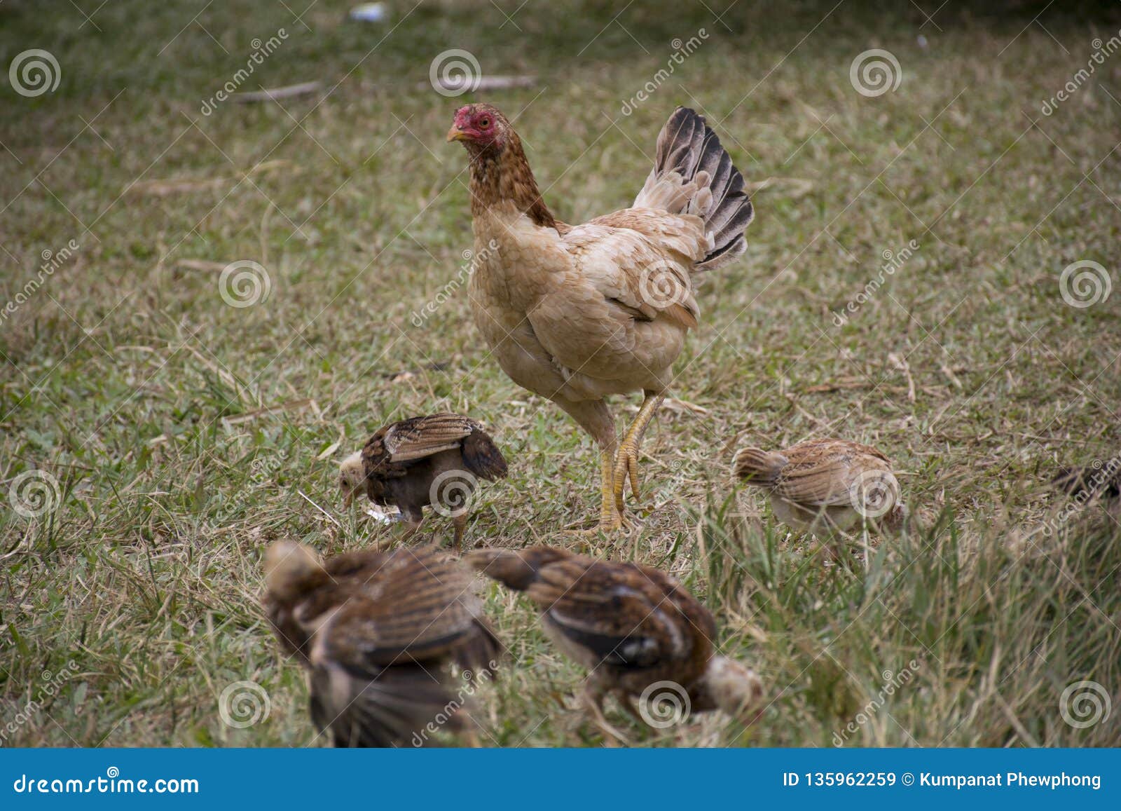 Chick and Hen on the Grass Field Stock Image - Image of family, babies ...