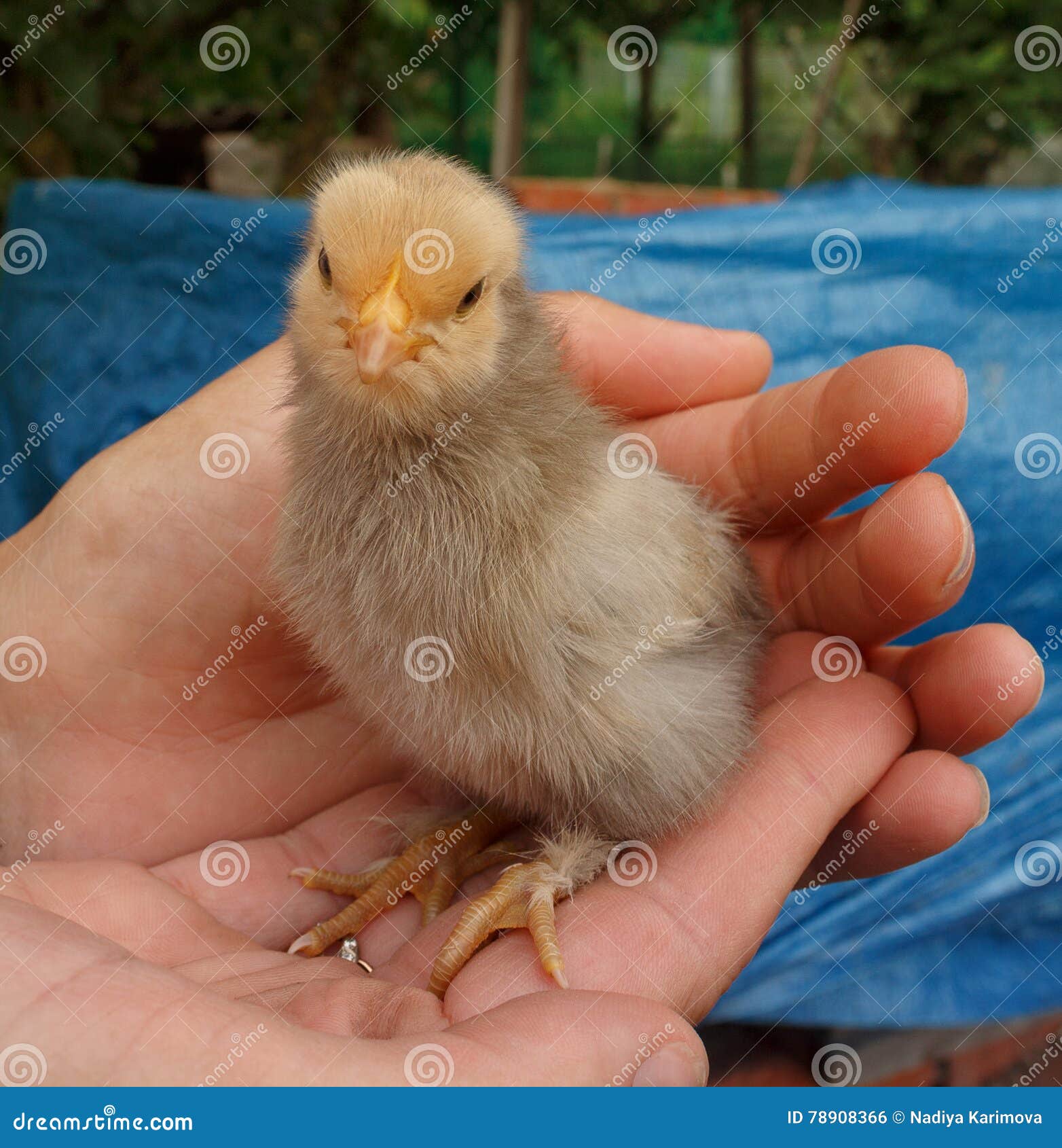Chick in human hands stock photo. Image of white, love - 78908366