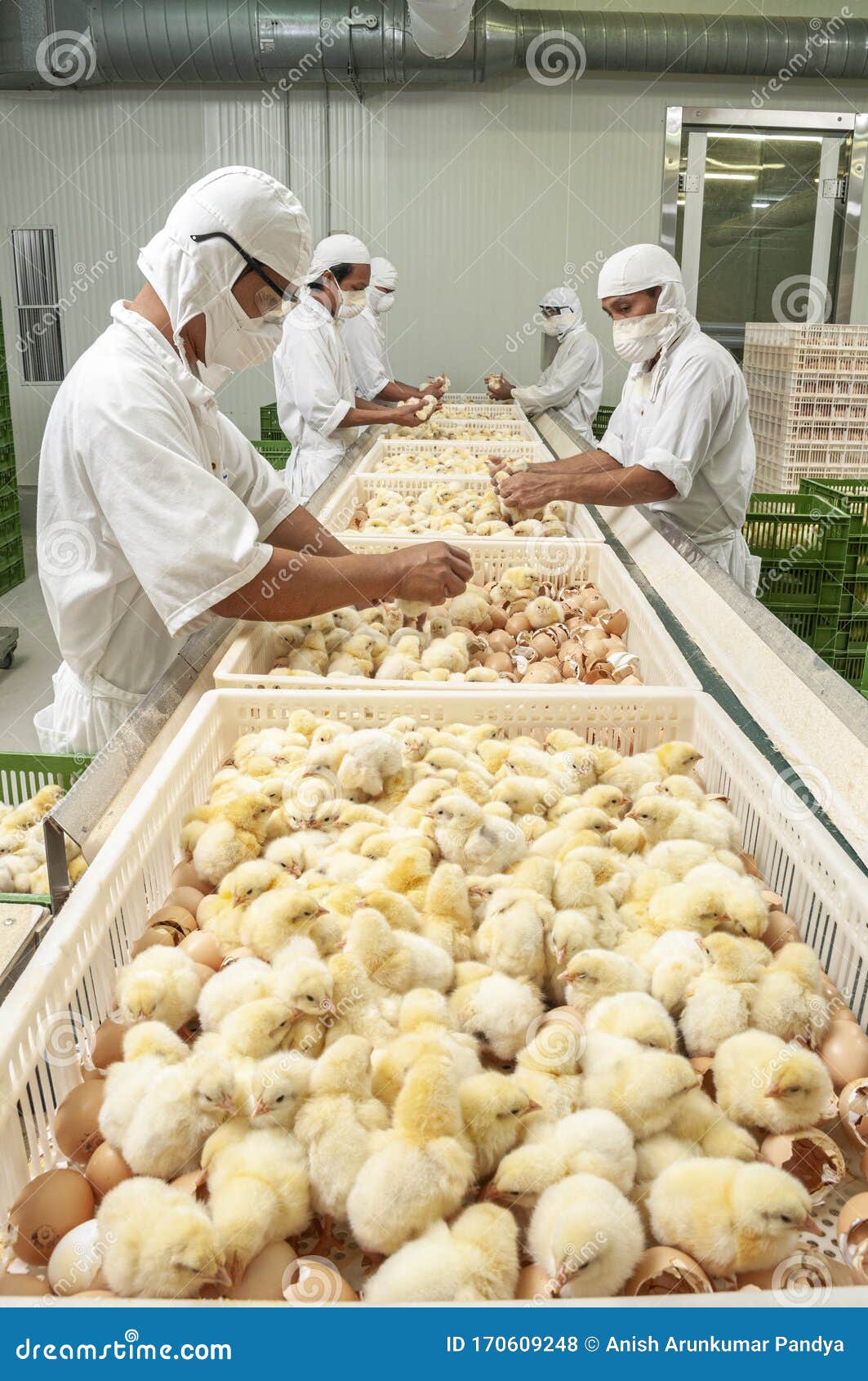 Chick Inspection in Poultry Farm Editorial Stock Photo - Image of beak ...