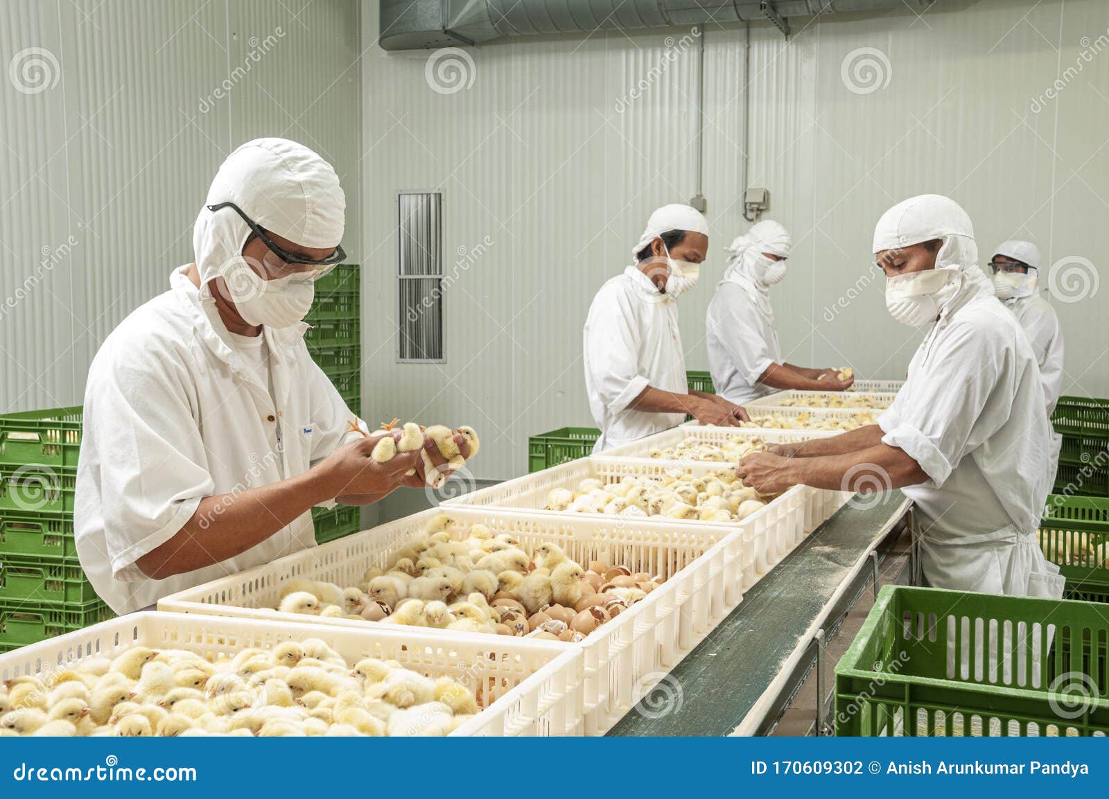 Chick Inspection in Poultry Farm Editorial Photography - Image of ...