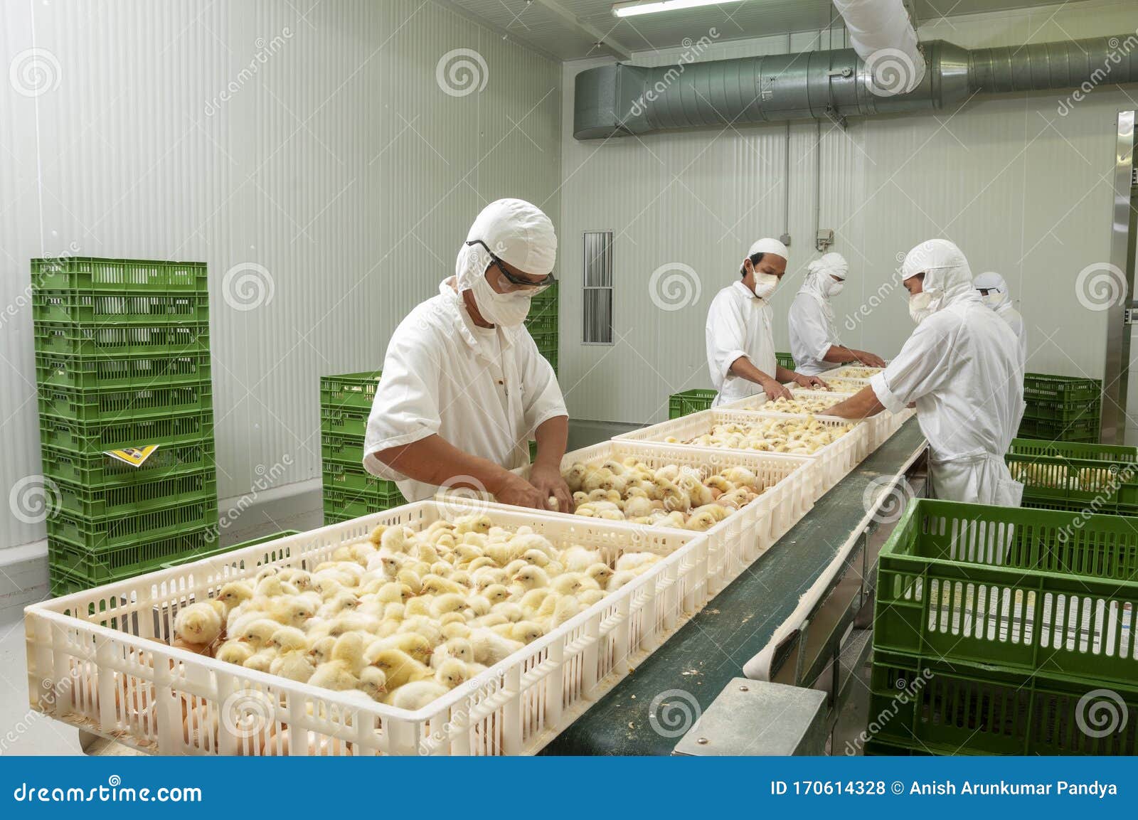 Chick Inspection in Poultry Farm Editorial Stock Photo - Image of chick ...