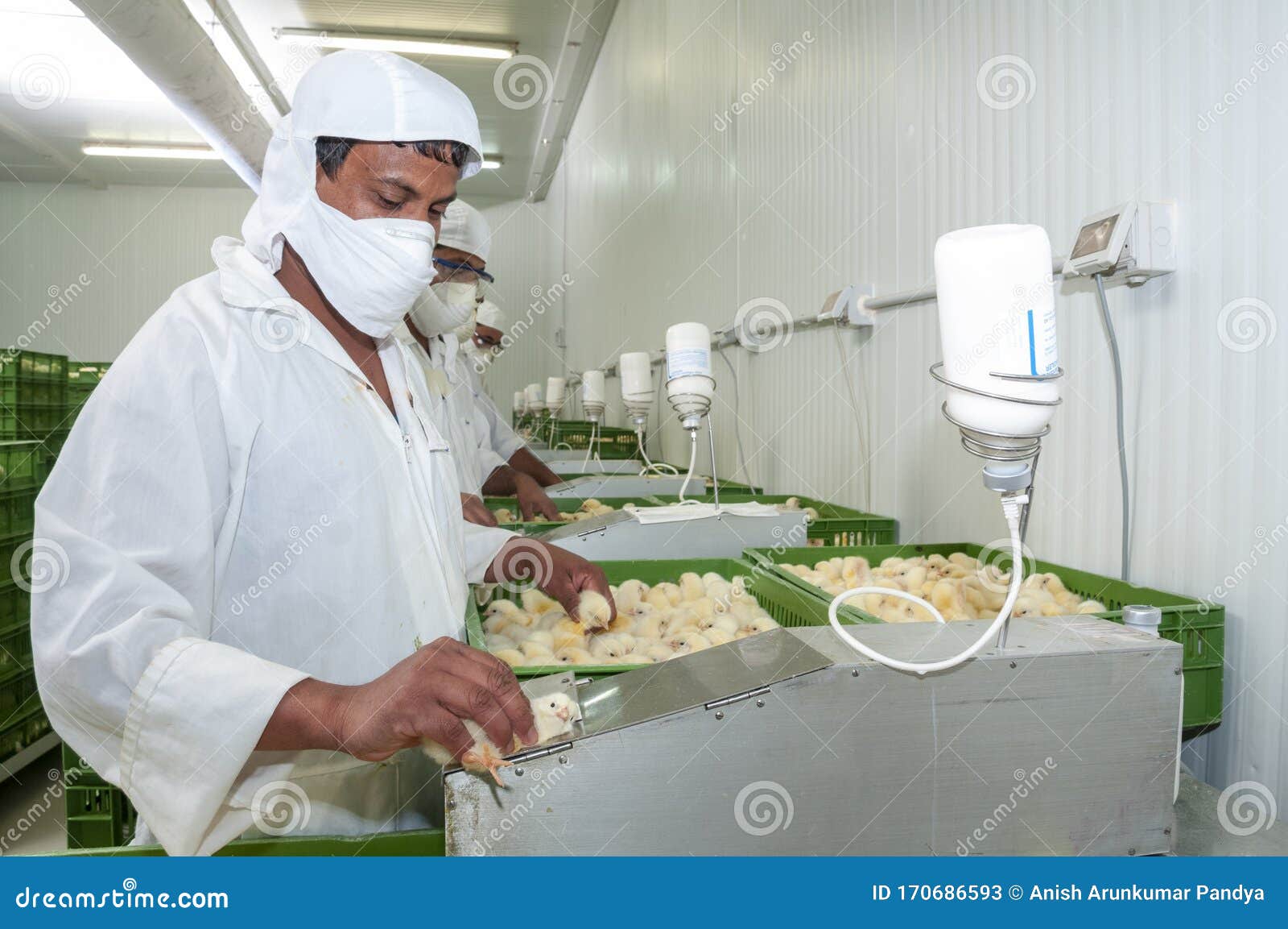 Chick Inspection in Poultry Farm Editorial Stock Photo - Image of ...