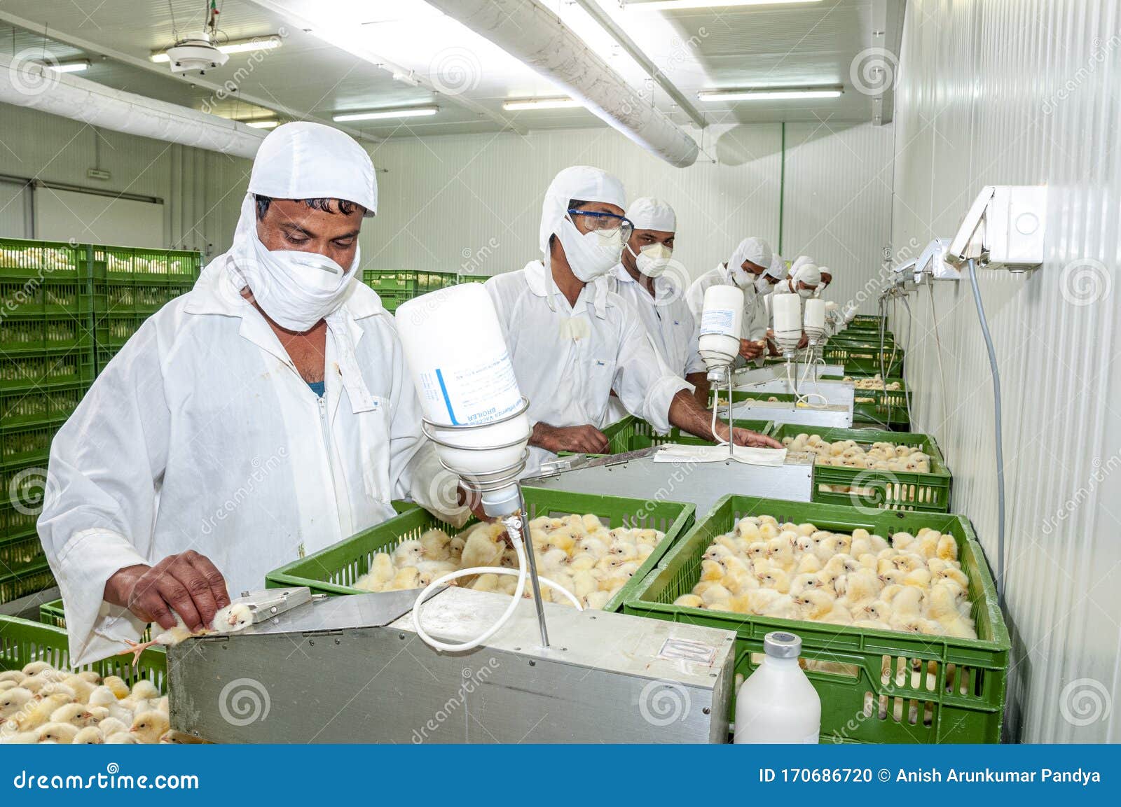 Chick Inspection in Poultry Farm Editorial Image - Image of yellow ...