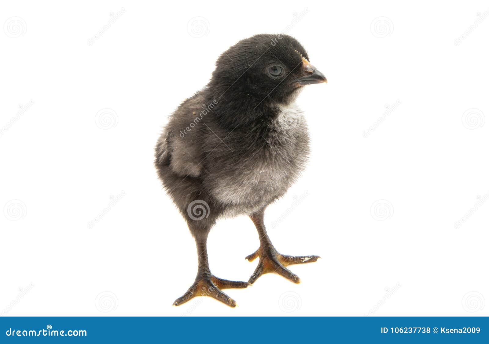 Chick isolated stock photo. Image of closeup, beautiful - 106237738