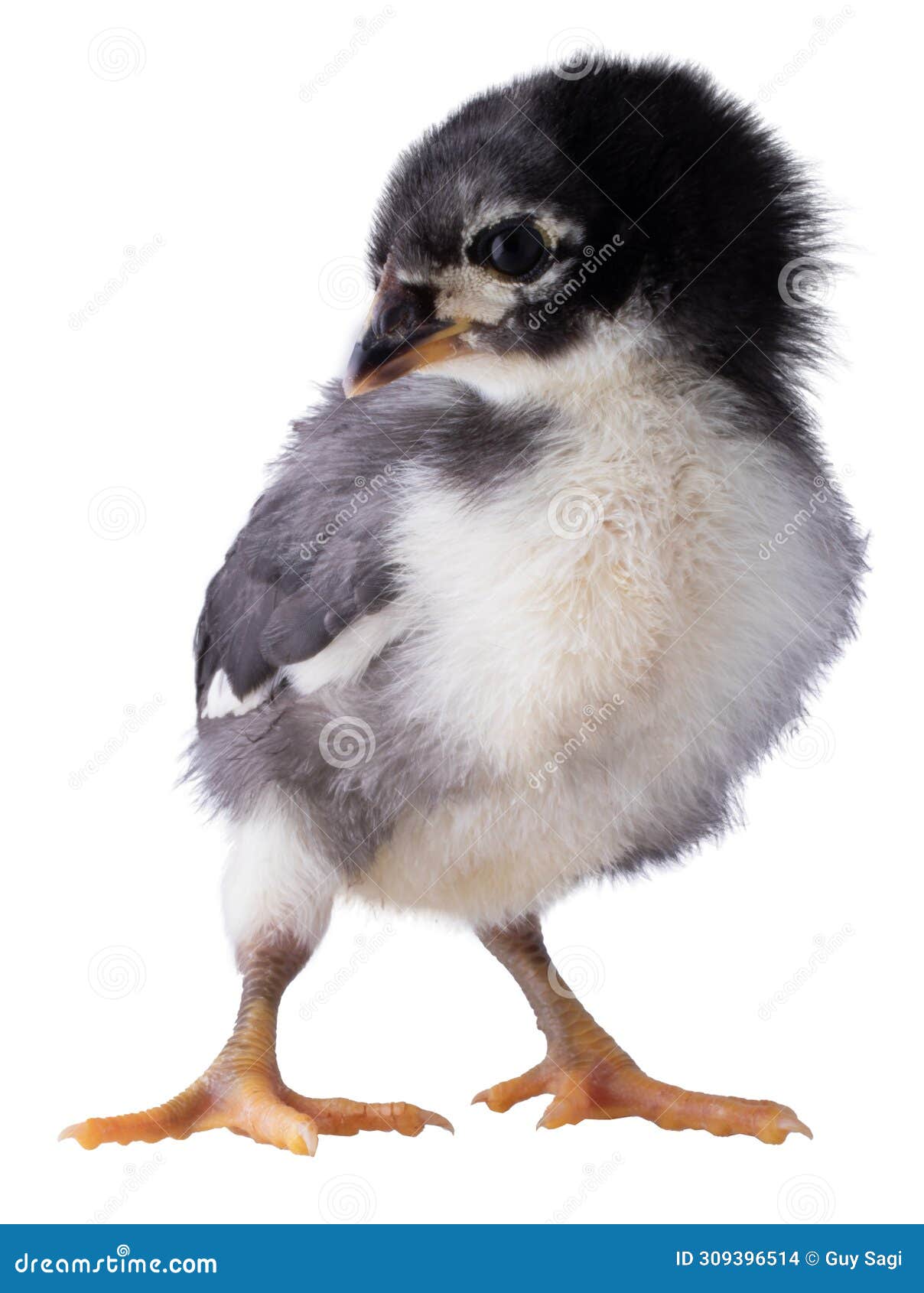 Chick with Its Chin Slightly Down Stock Photo - Image of newborn, born ...