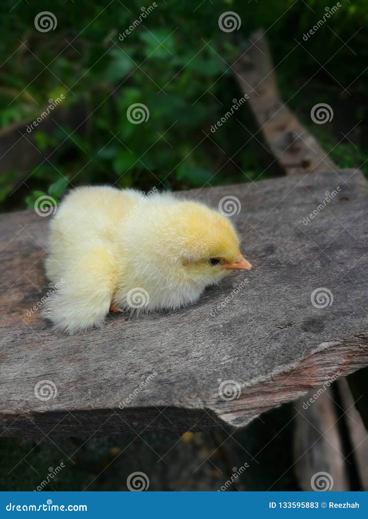 Chick, Little Chick,chickens Stock Image - Image of little, chickens ...