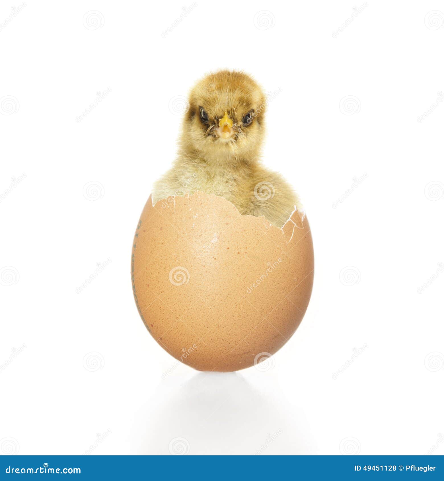 Chick looking out of Egg stock photo. Image of young - 49451128
