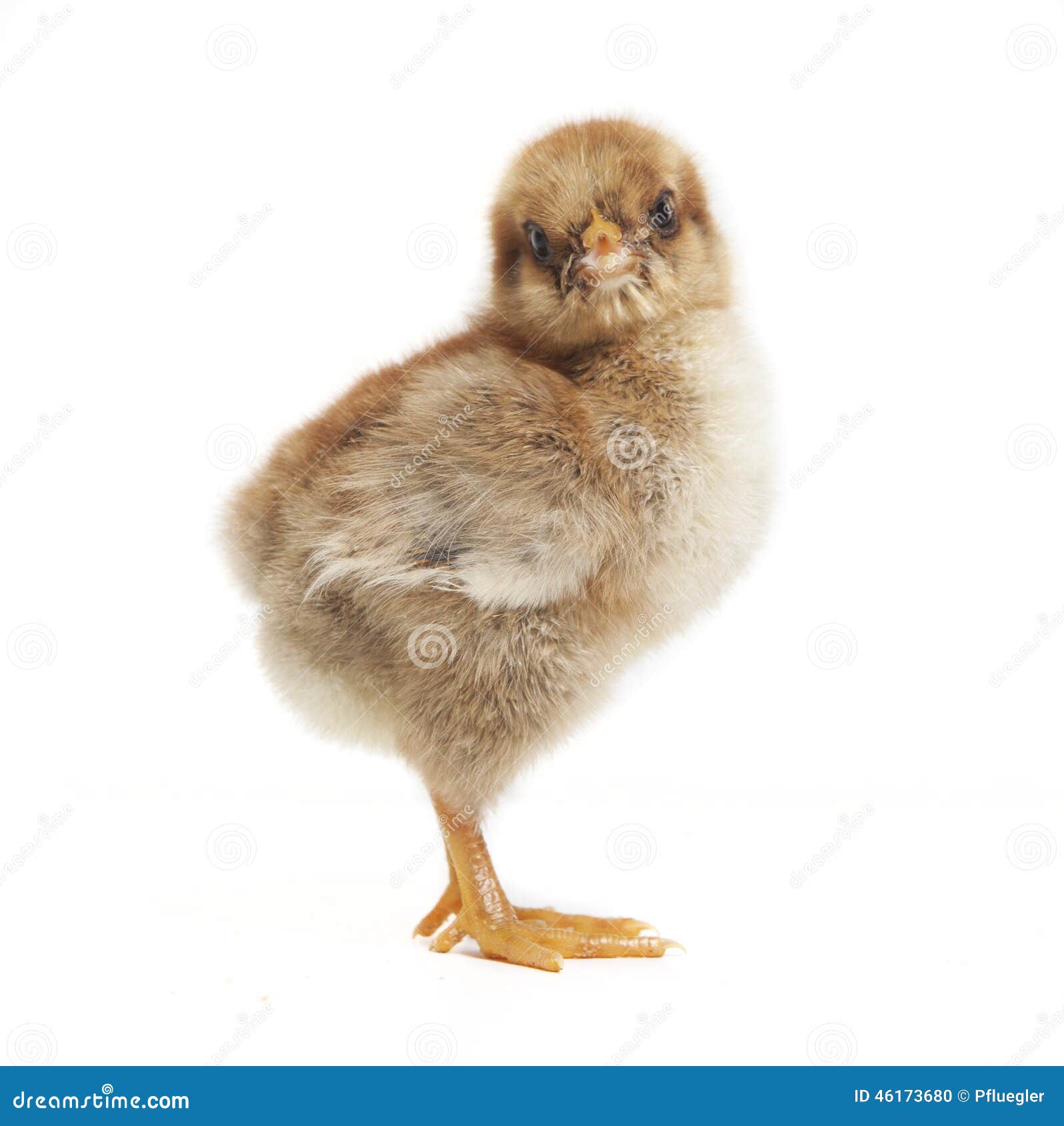 Chick looking to the side stock photo. Image of range - 46173680