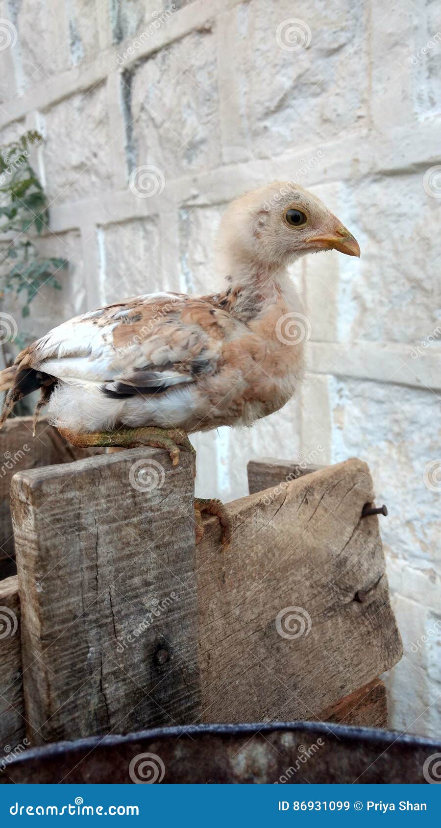 Chick stock image. Image of chicks, love, watch, moments - 86931099